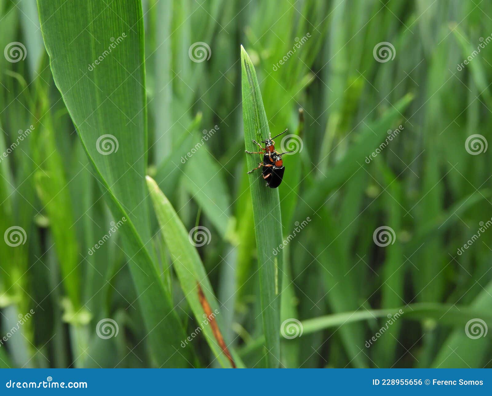 Oulema Melanopus Beetles on the Leaf. Stock Photo - Image of leaf, lawn ...