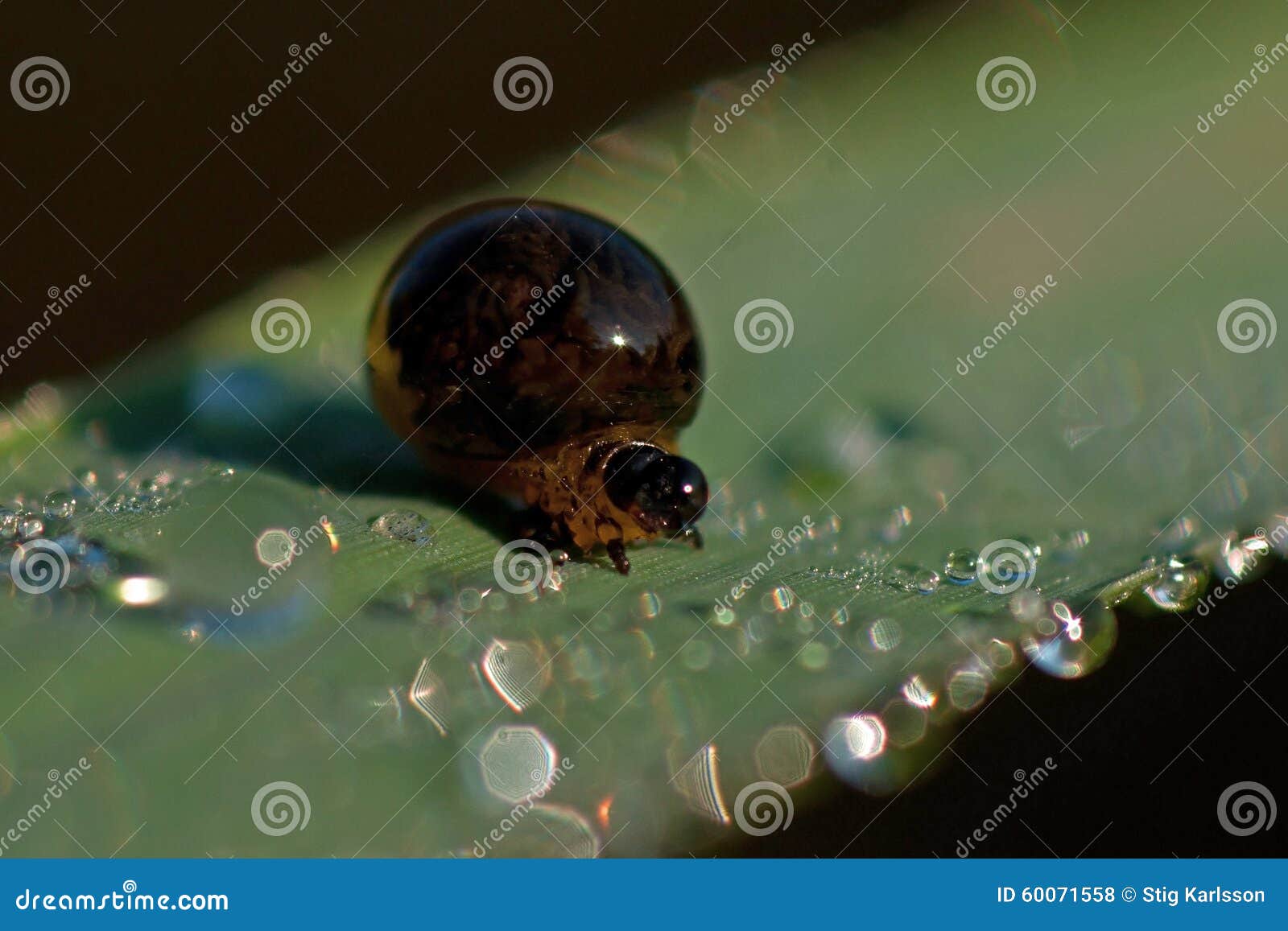 Oulema melanopus, larva stock photo. Image of outdoor - 60071558