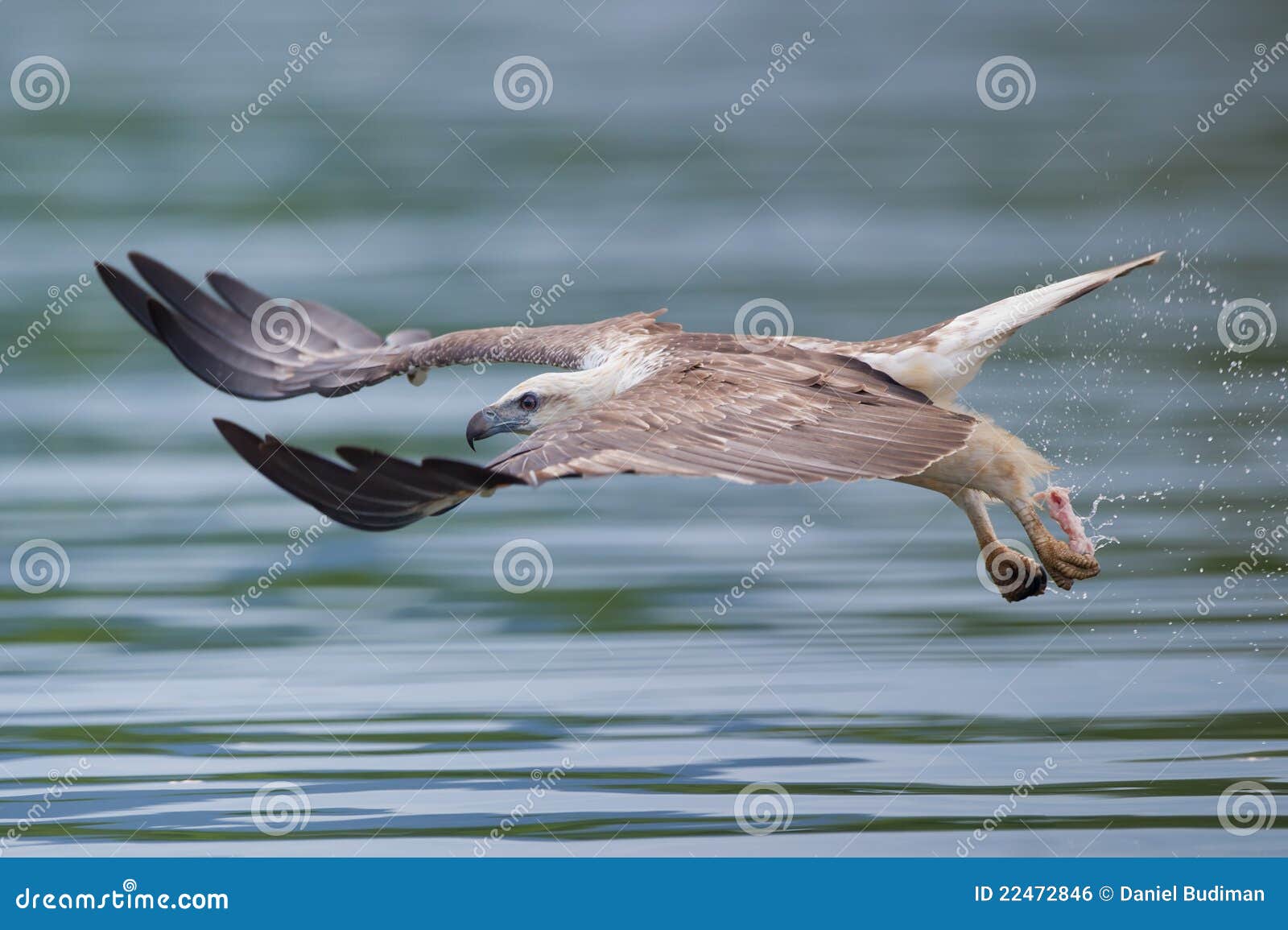 örn Som Flyger Full Havshastighet Arkivfoto - Bild av flyg, fiske: 22472846