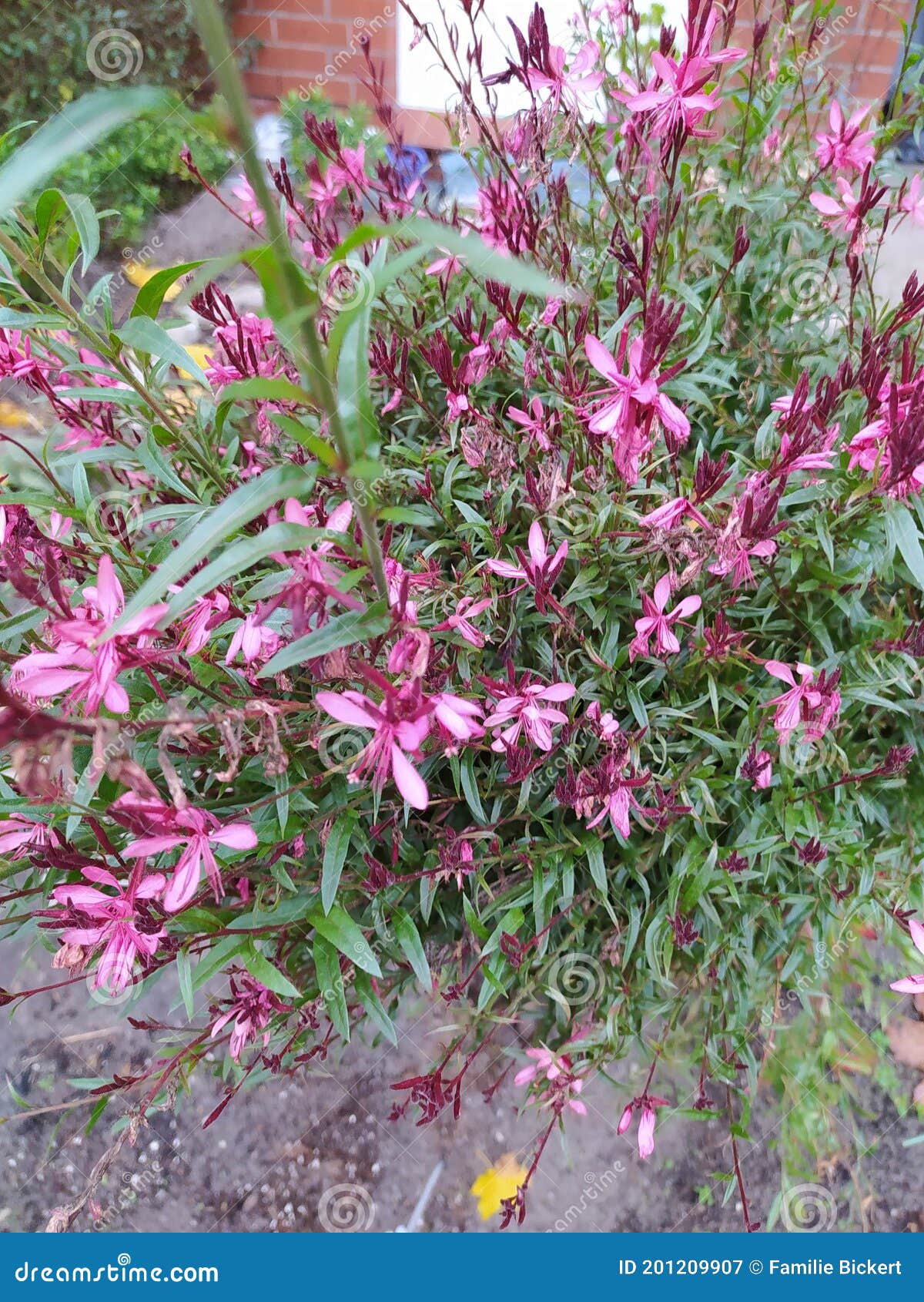 Ounce Flowers Stock Photos - Free & Royalty-Free Stock Photos from ...