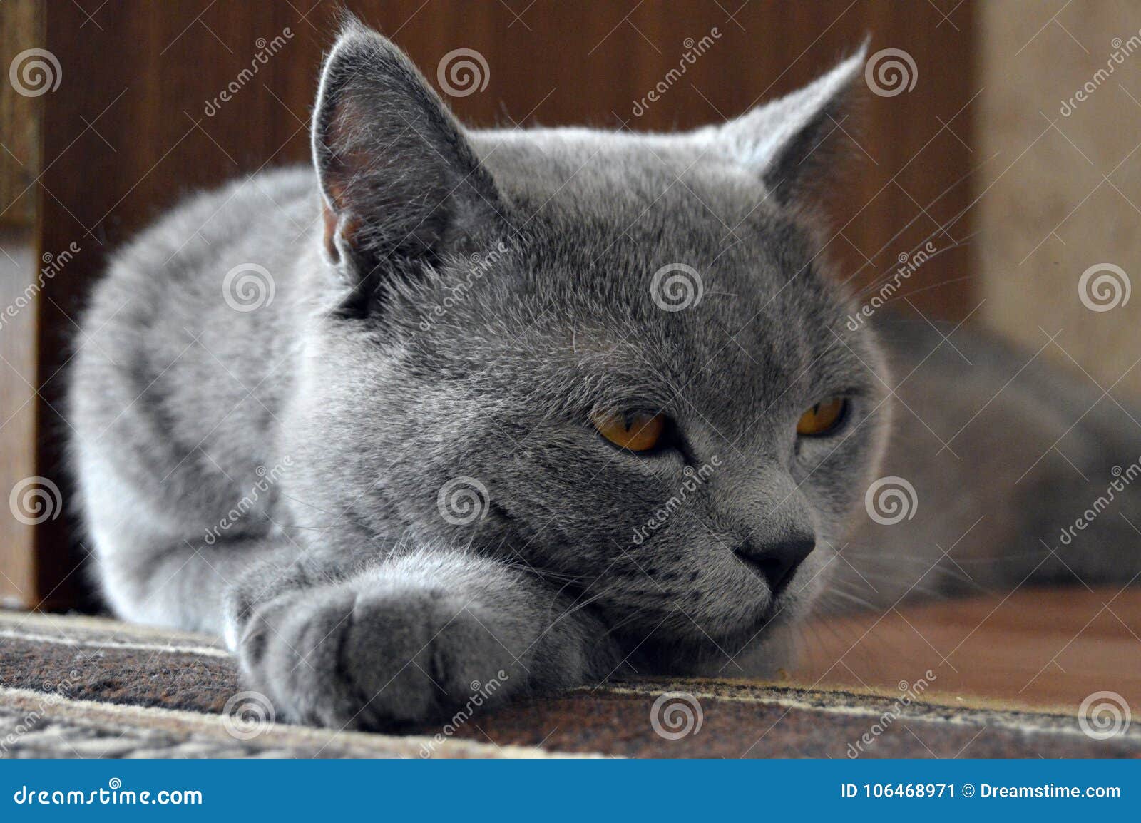 Our beloved cat stock image. Image of nice, peony, home - 106468971