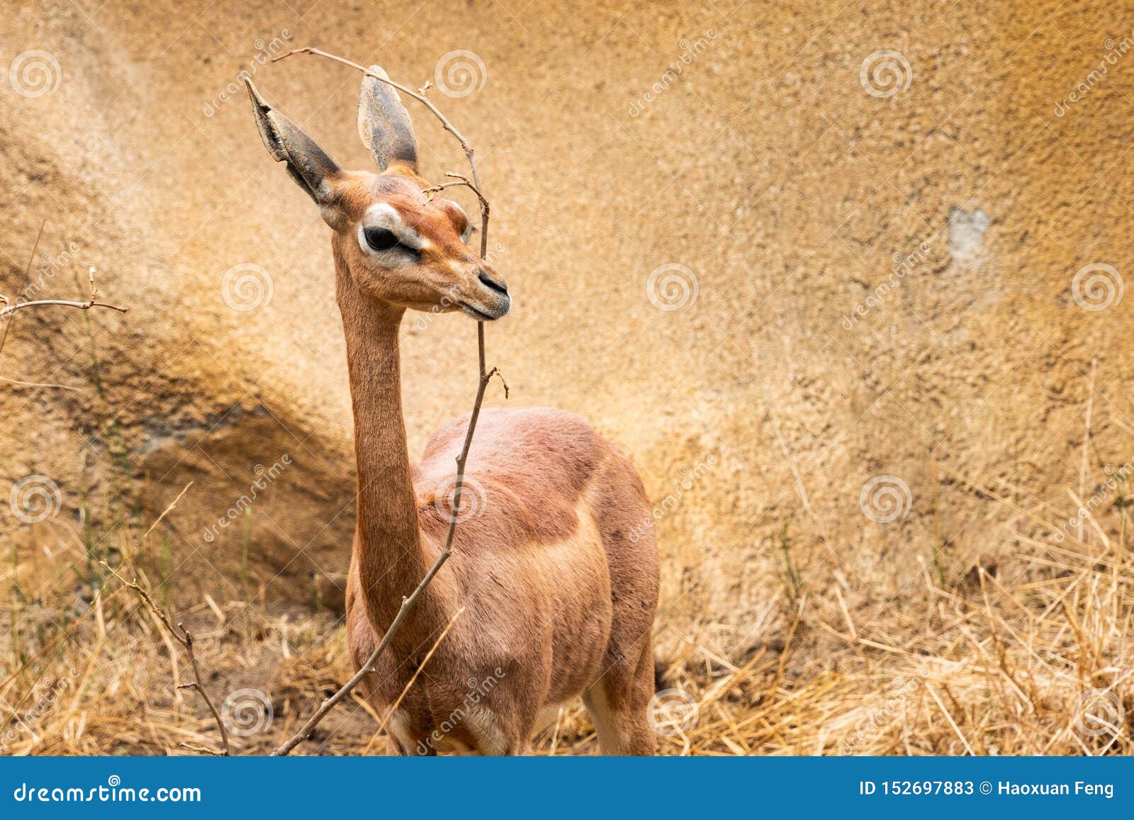 Our dear deer stock image. Image of deer, videos, dear - 152697883