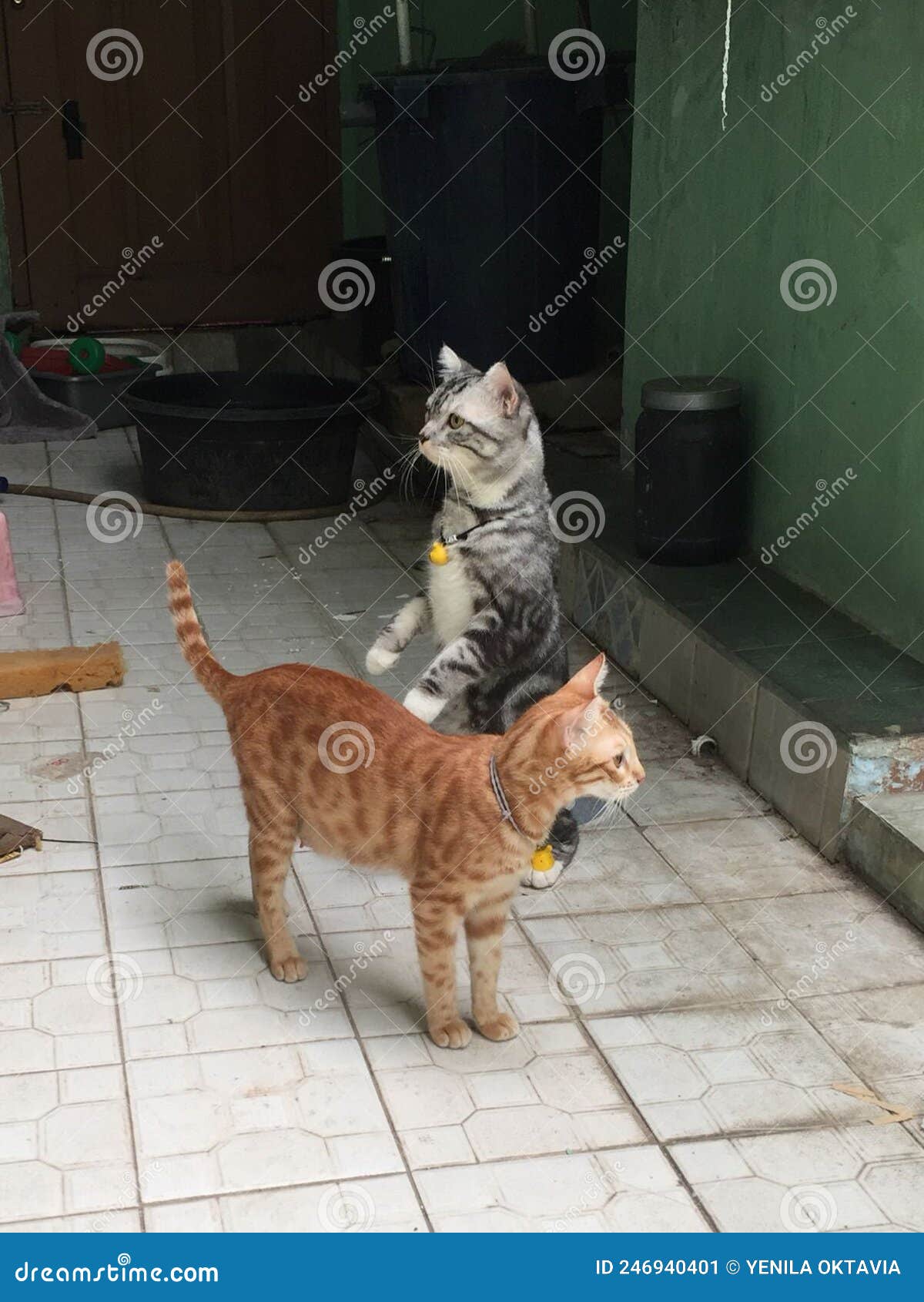 2 of our favorite cats stock image. Image of pets, cats - 246940401