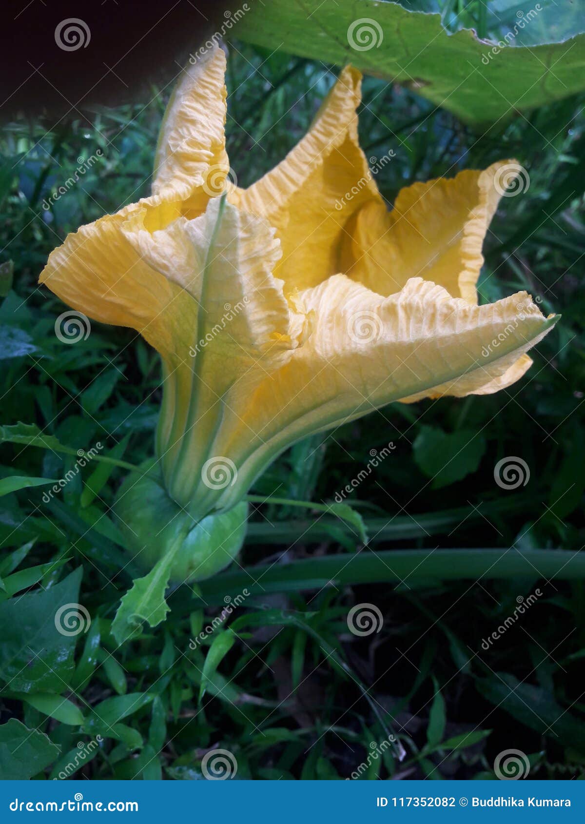 Wattakka mal stock photo. Image of gurden, beautyful - 117352082