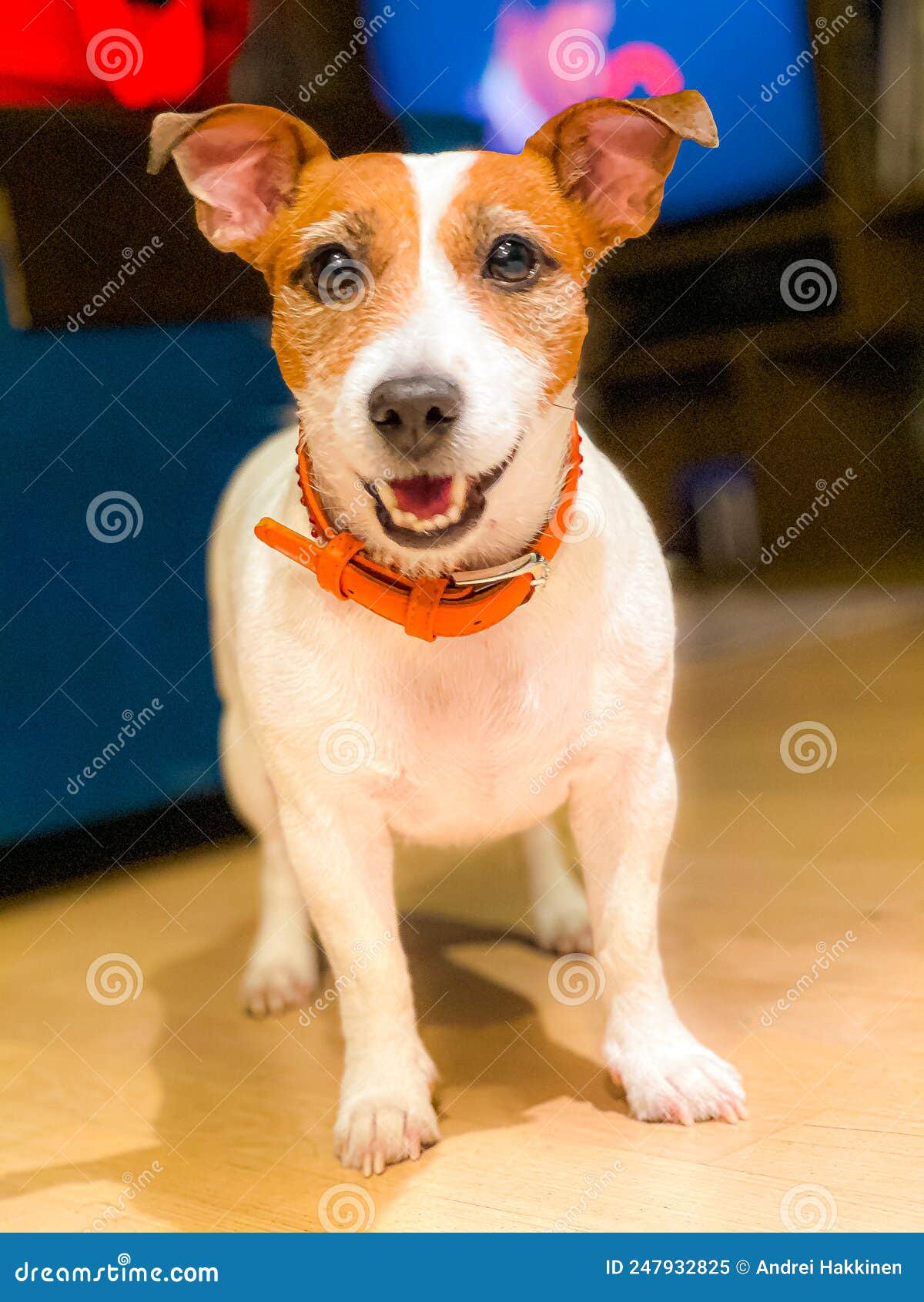 Our happy pets stock image. Image of pets, nopeople - 247932825