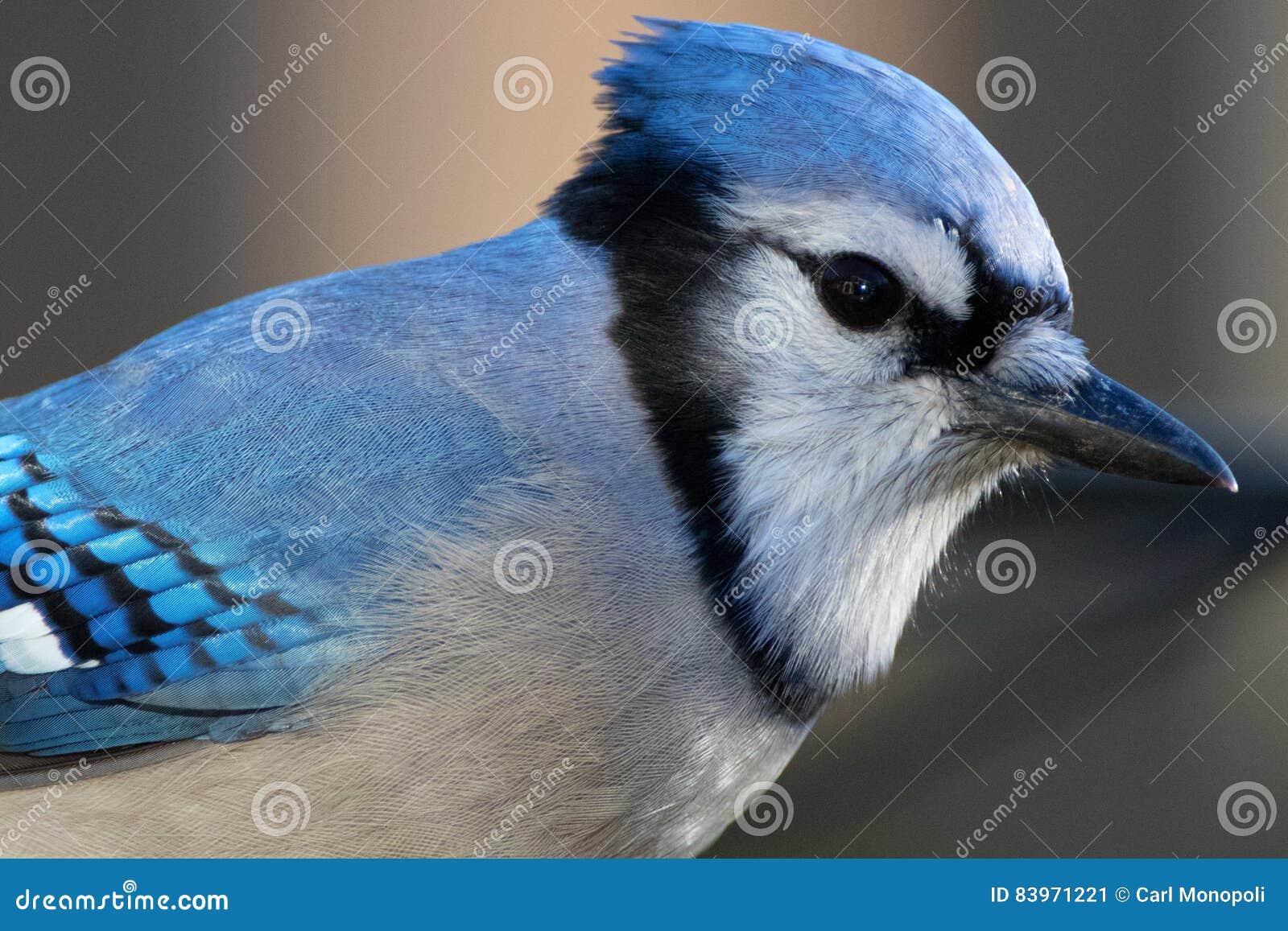 Our House in a Jay`s Eye stock image. Image of branch - 83971221