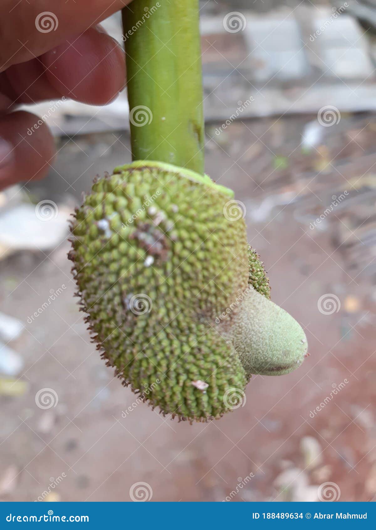 Our Jackfruit Boy Show Hes P Stock Photo - Image of show, jackfruit ...