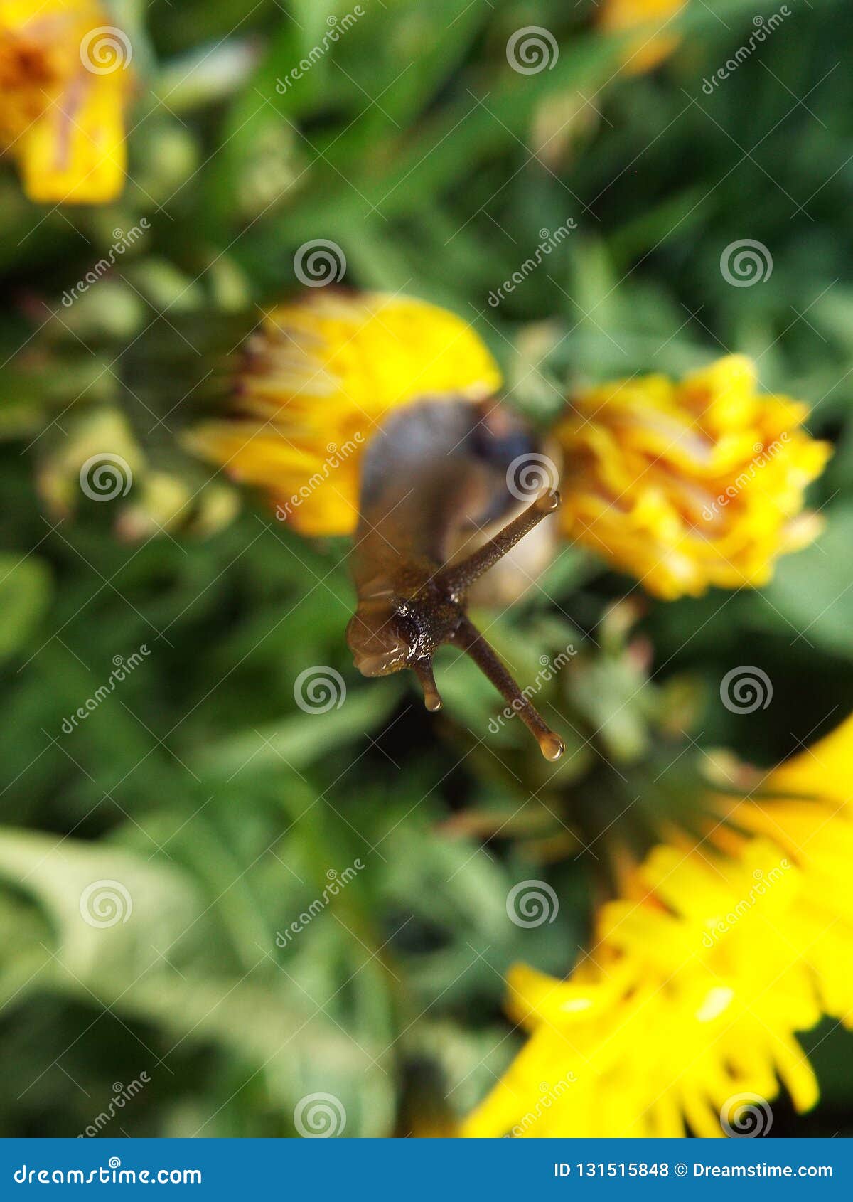 Snail eyes stock photo. Image of natural, living, eyes - 131515848
