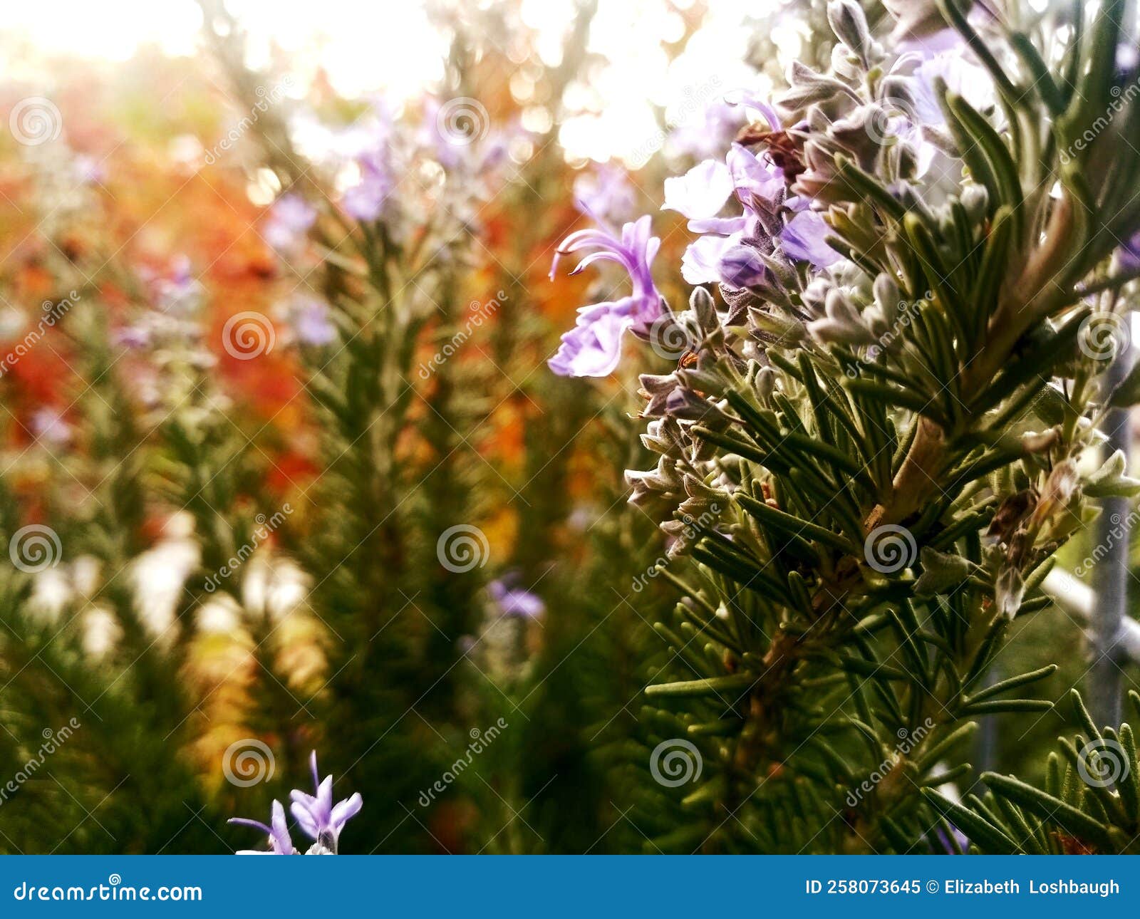 Our Seasonings are Nature& X27;s Art Stock Image - Image of plant ...