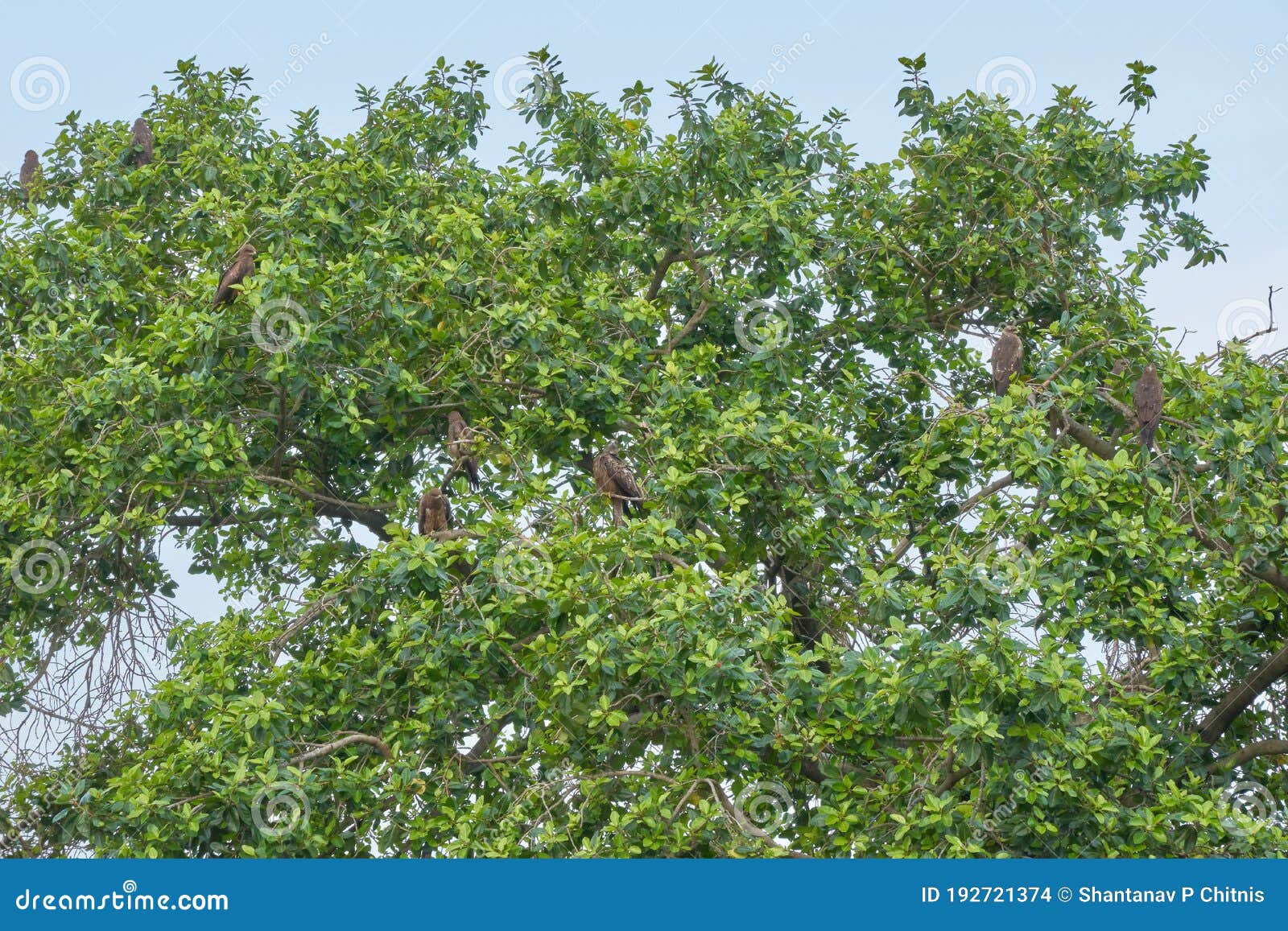 Kites in a banyan tree stock photo. Image of birding - 192721374