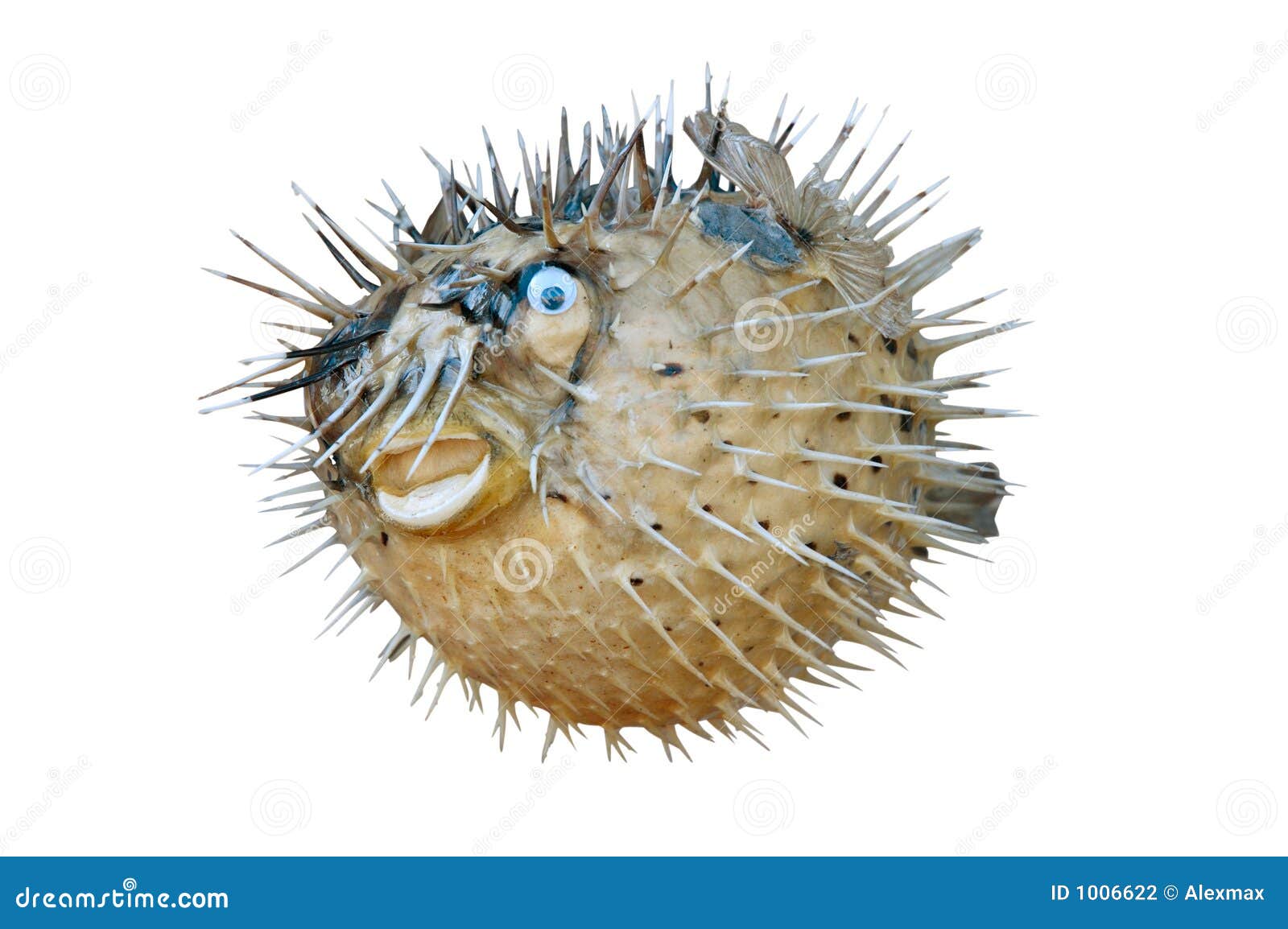 Ouriço-do-mar foto de stock. Imagem de entalhe, animal - 1006622