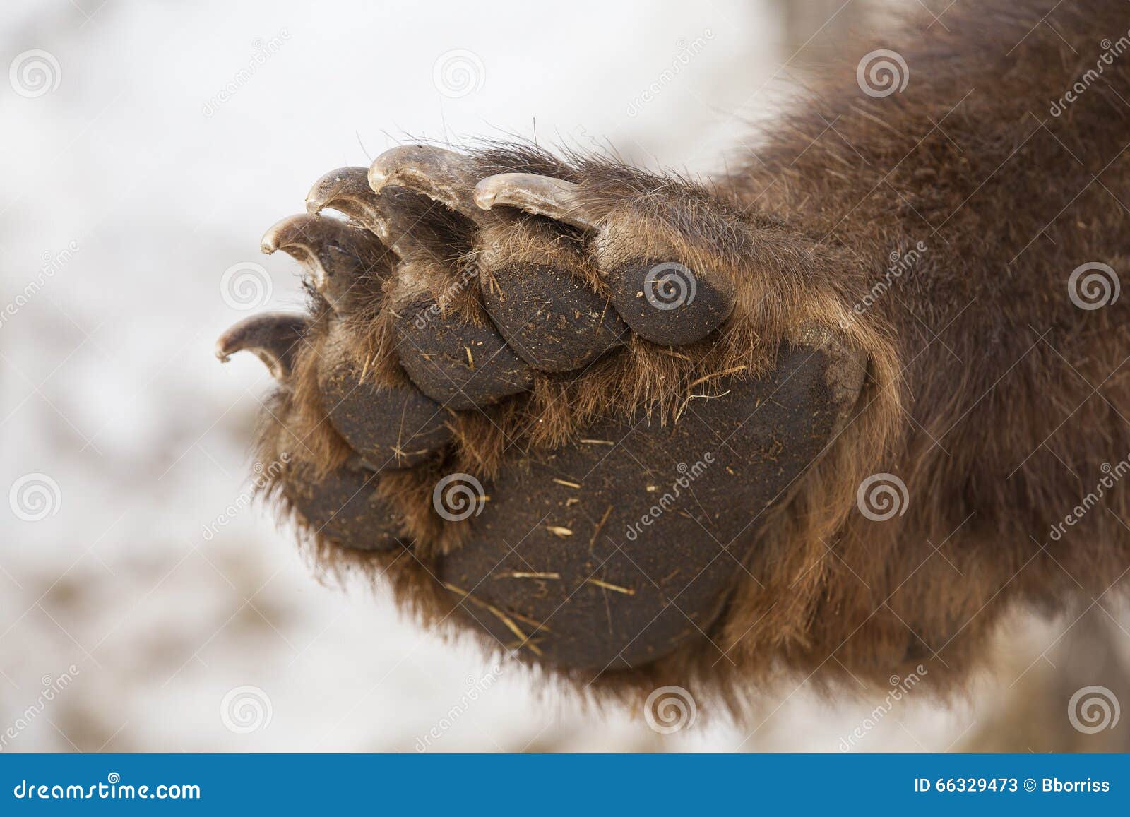 Ours brun de patte image stock. Image du brun, masculin - 66329473