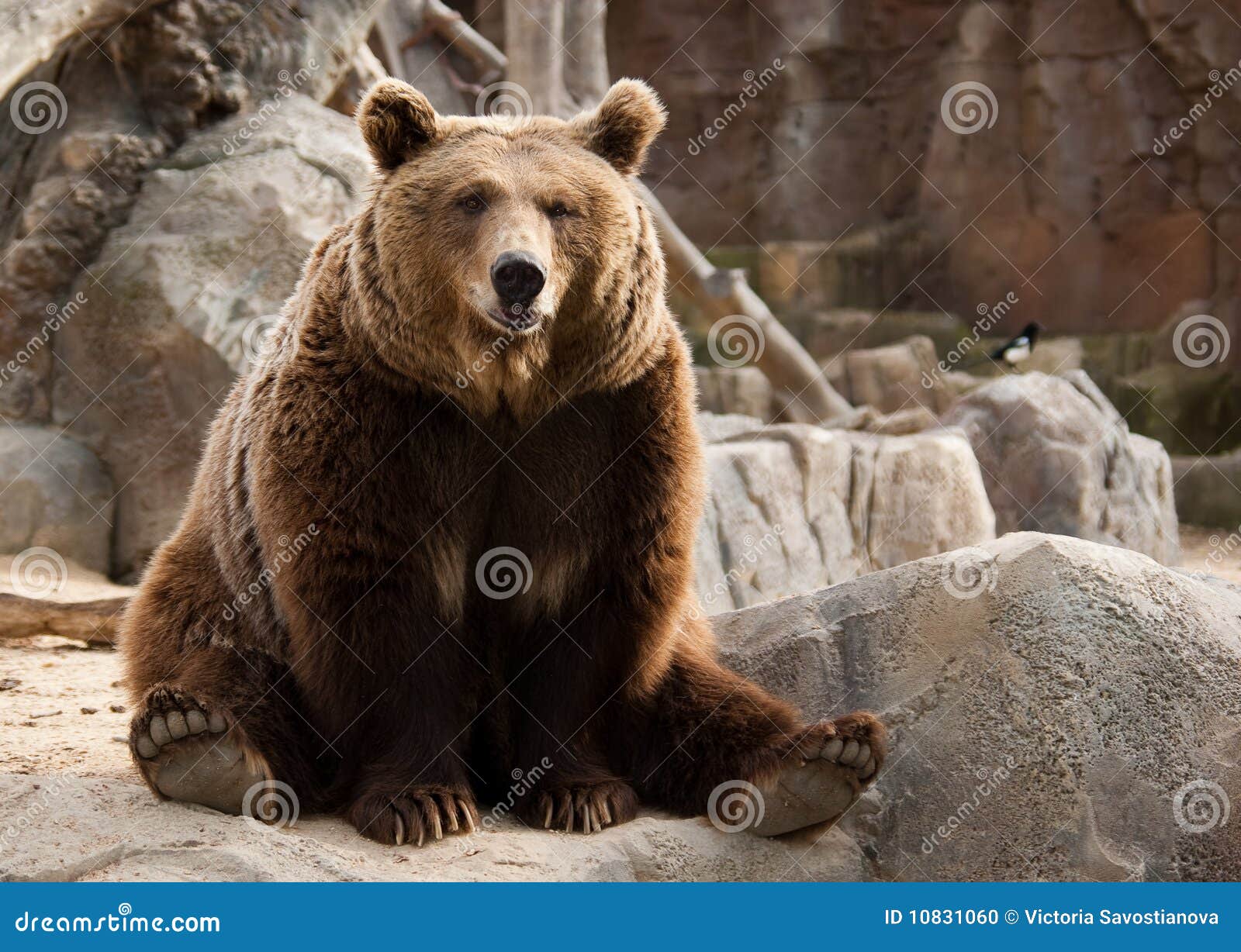 Ours brun drôle photo stock. Image du jour, arbre, animal - 10831060