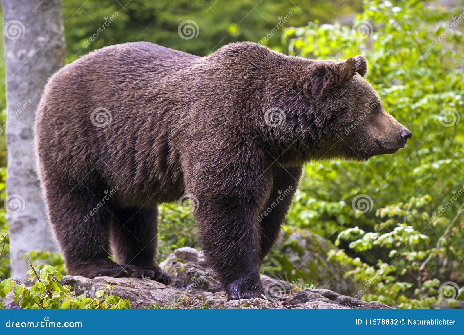Ours Brun Européen (arctos D'Ursus), Photographie stock - Image: 11578832
