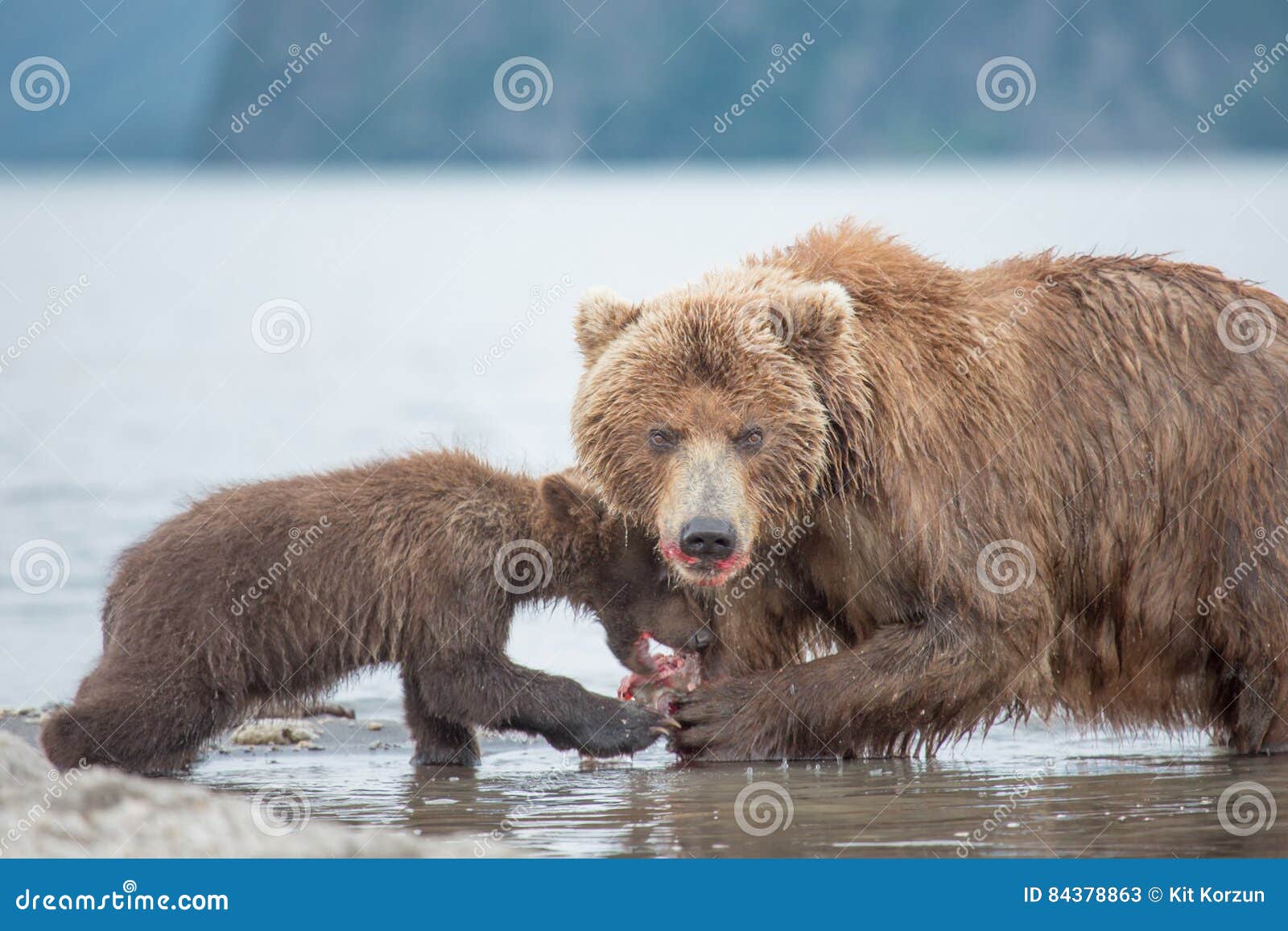 Ours De Maman Et Ses Petits Animaux Image stock - Image du faune ...