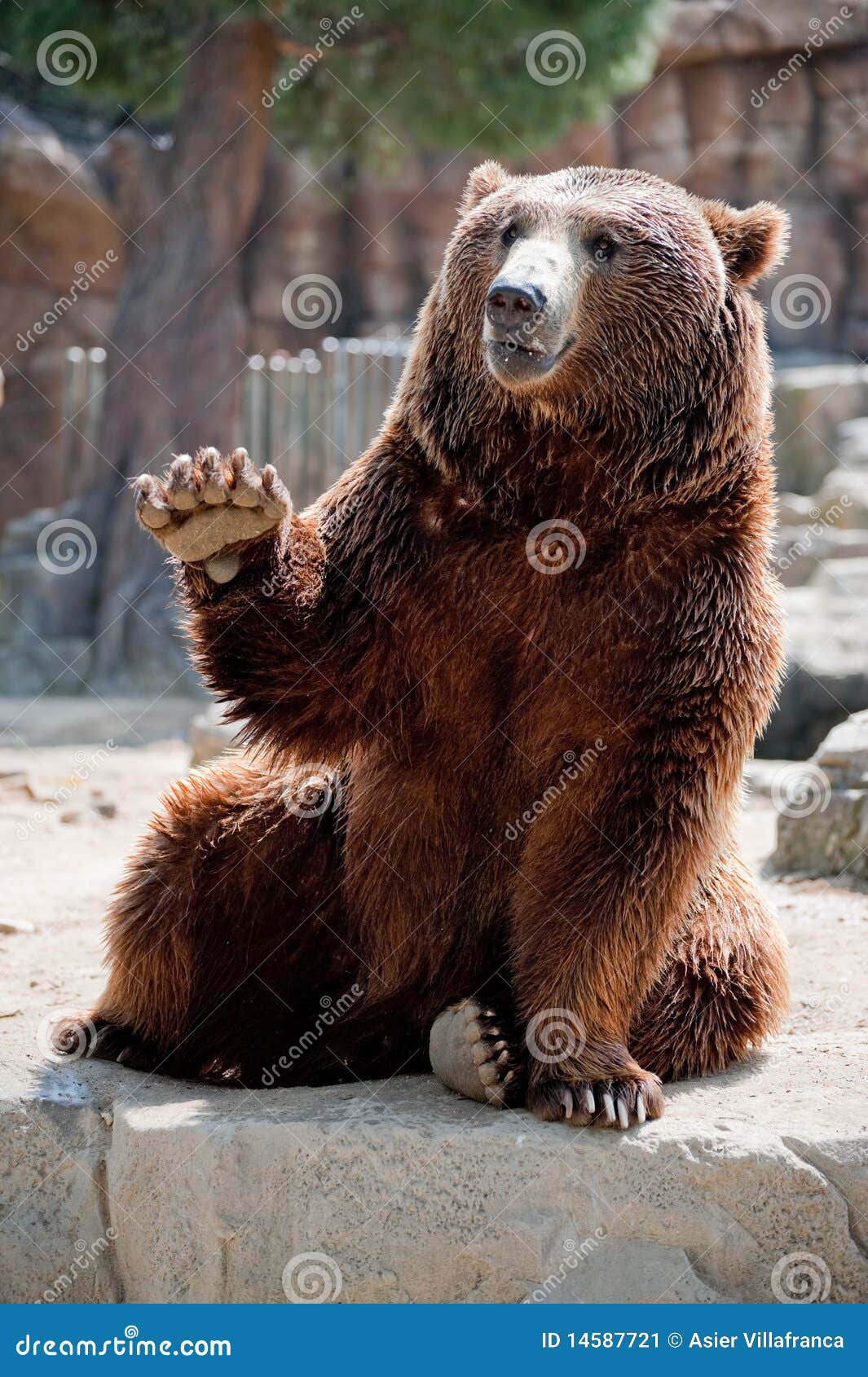 Ours gris amical image stock. Image du animal, ours, sauvage - 14587721