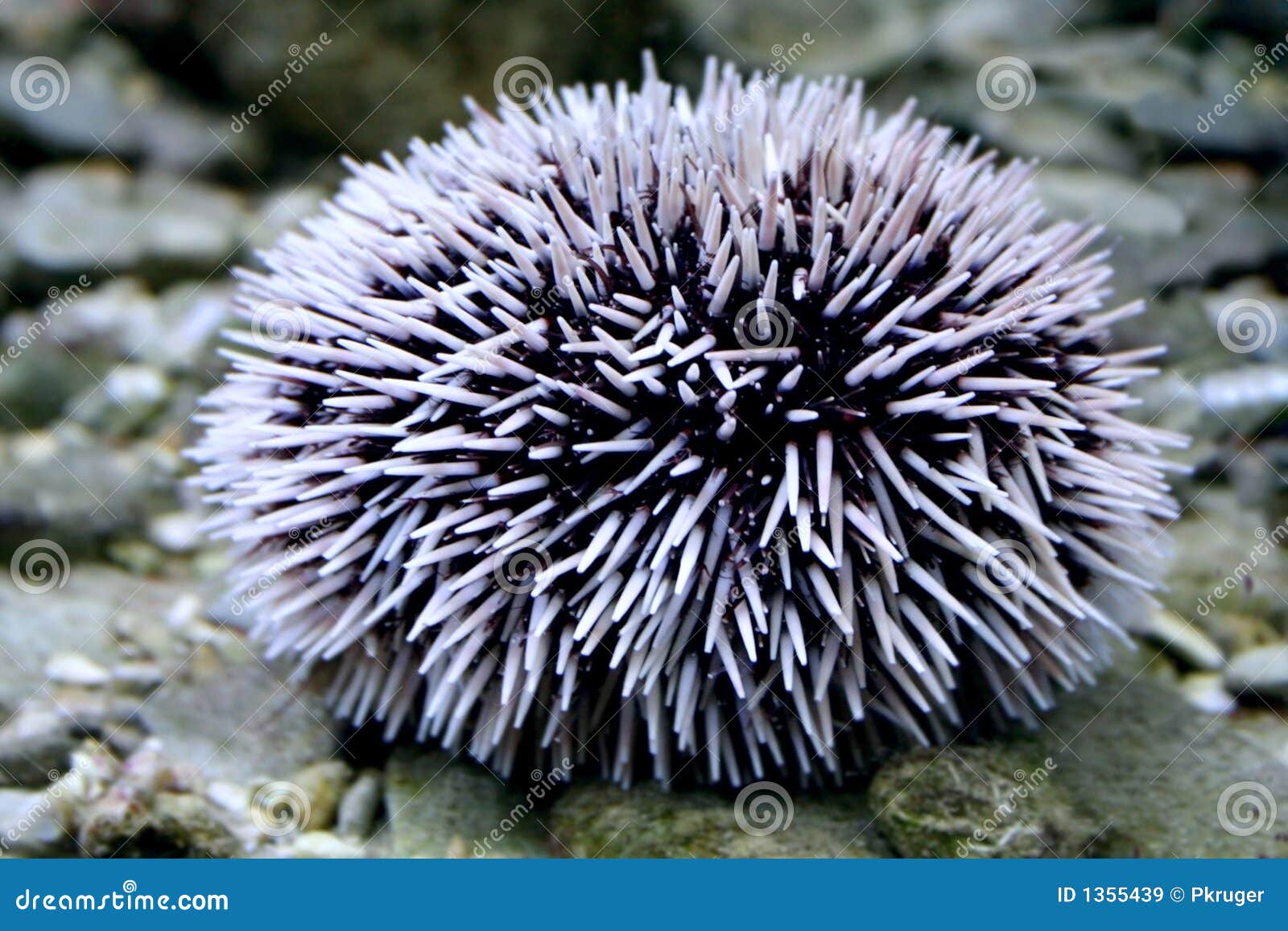 Oursin image stock. Image du seaside, été, conque, bardeau - 1355439