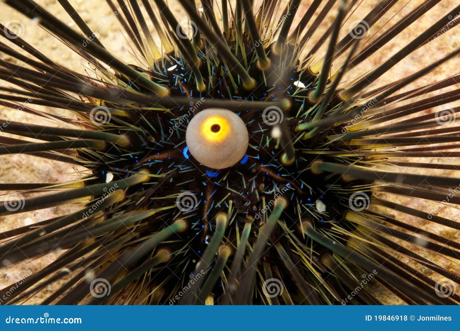 Oursin photo stock. Image du transitoires, épines, anus - 19846918