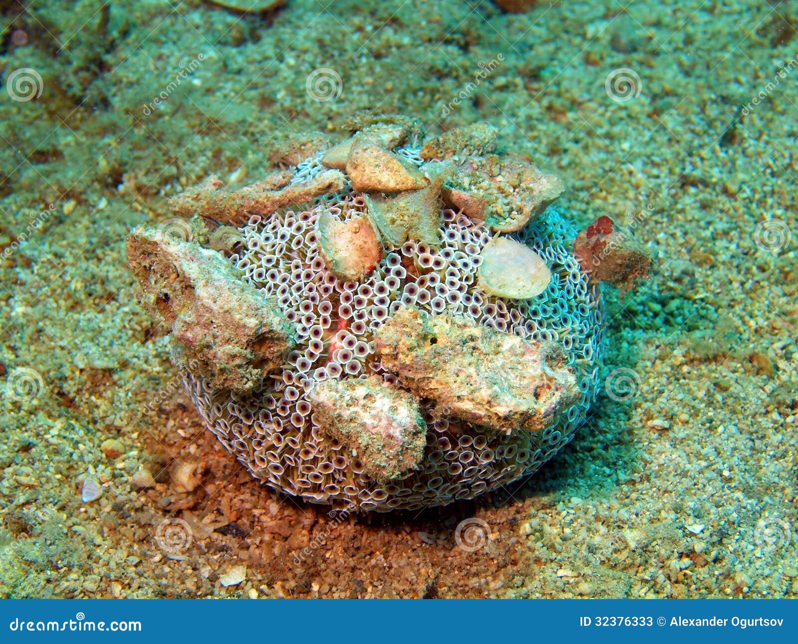 Oursin image stock. Image of monde, océan, nature, corail - 32376333