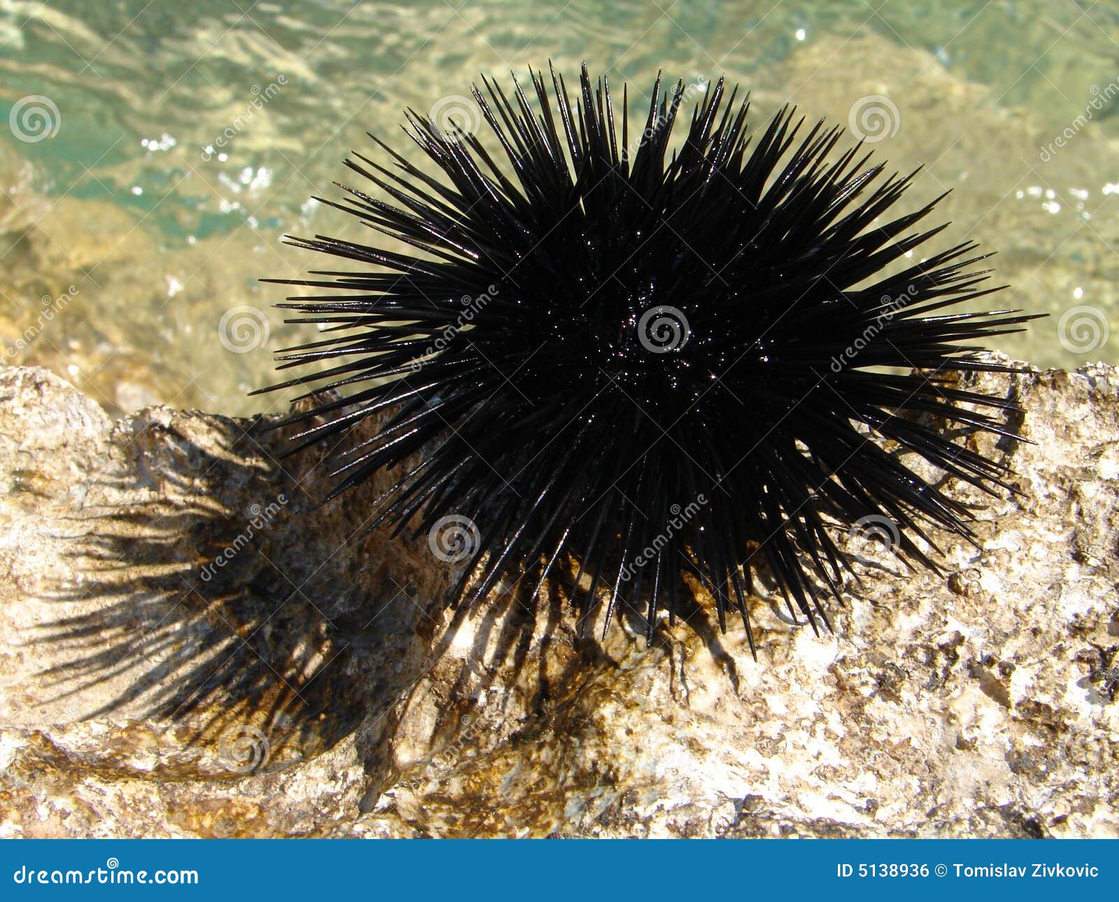 Oursin photo stock. Image du marin, plage, danger, pierre - 5138936