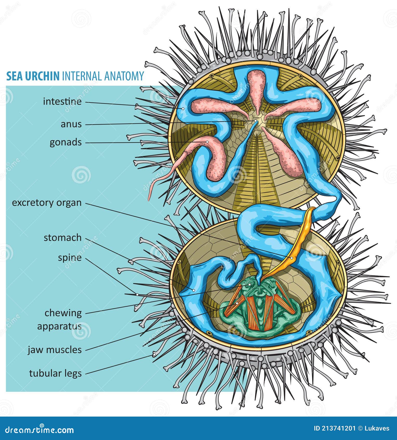 Anatomie De L'oursin L'oursin : L'animal Marin Qui Pique... La