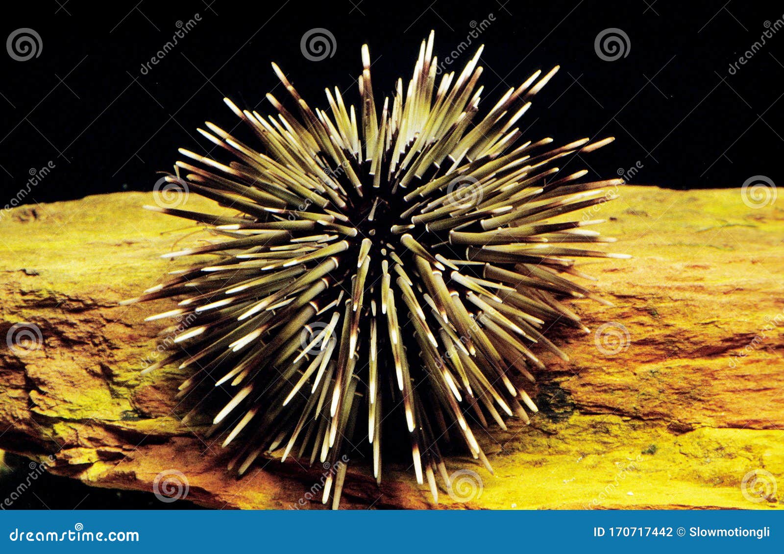 OURSIN stock photo. Image of ocean, submarine, urchin - 170717442