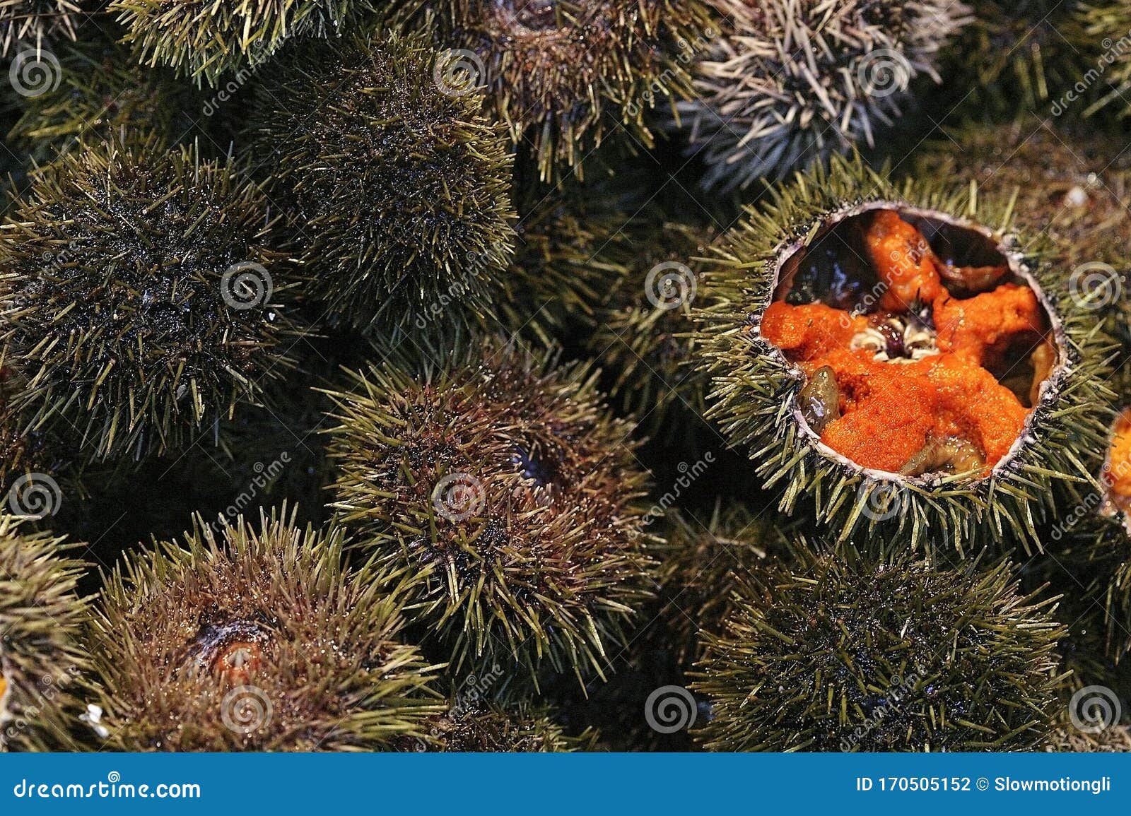 OURSIN stock photo. Image of still, life, shop, marine - 170505152