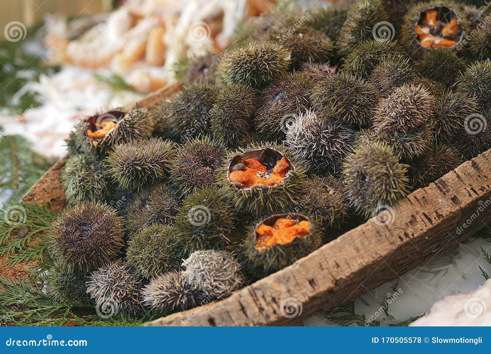 OURSIN stock photo. Image of food, ingredient, oursin - 170505578