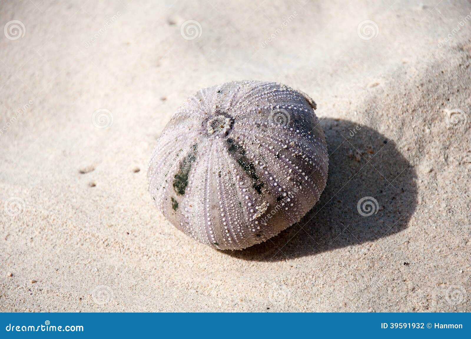 Oursin sur la plage photo stock. Image du exotique, détail - 39591932