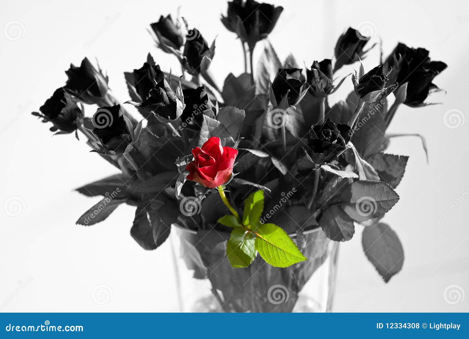 Oustanding stock photo. Image of hope, white, rose, black - 12334308