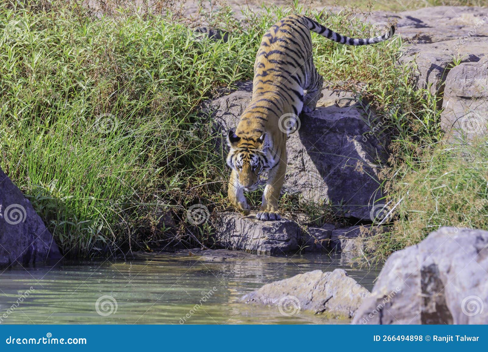 Tiger out for a drink stock photo. Image of drink, wild - 266494898