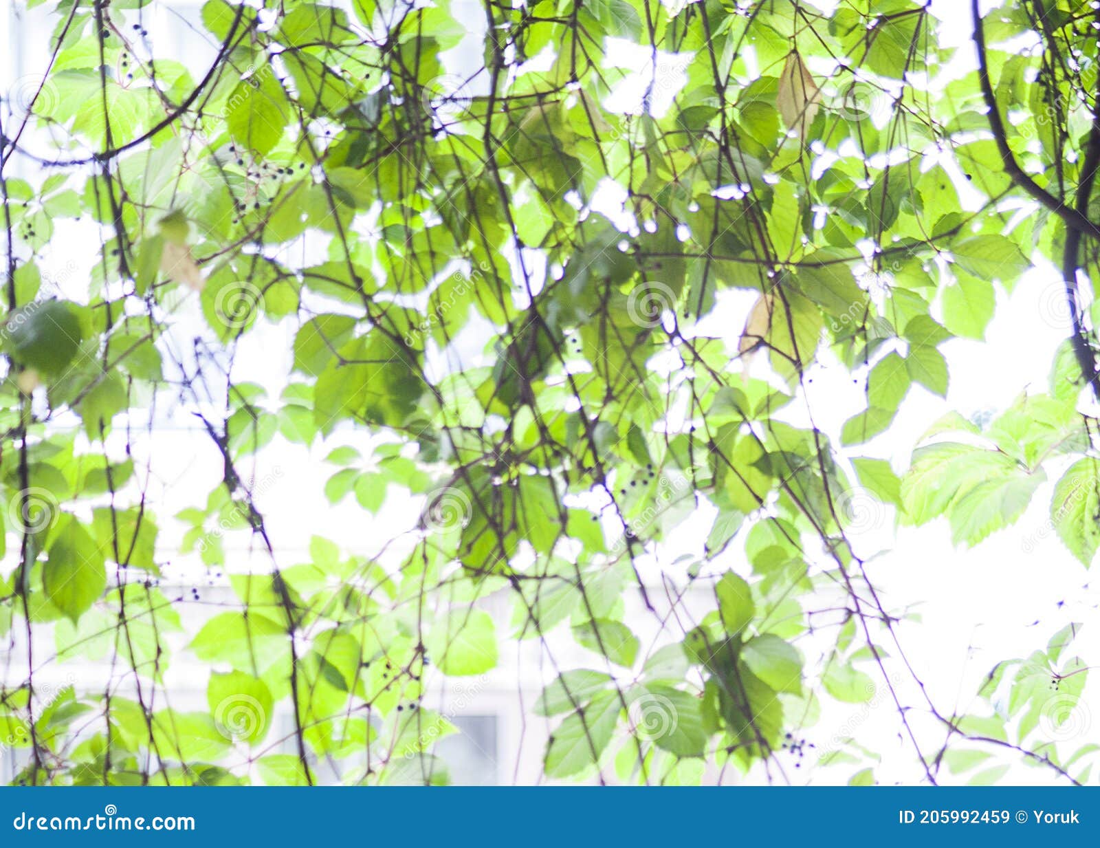 Out of Focus Green View from a Window Stock Image - Image of ...