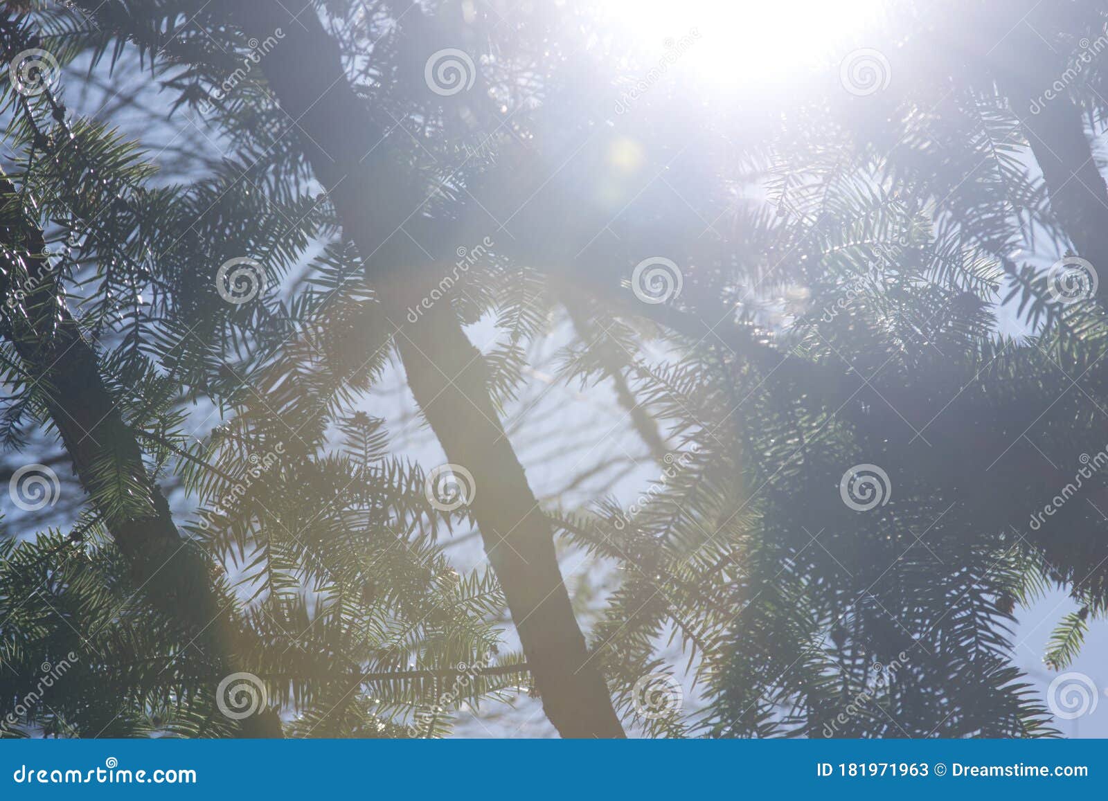 Sun Peeking through Pine Tree Branches Stock Image - Image of focus ...