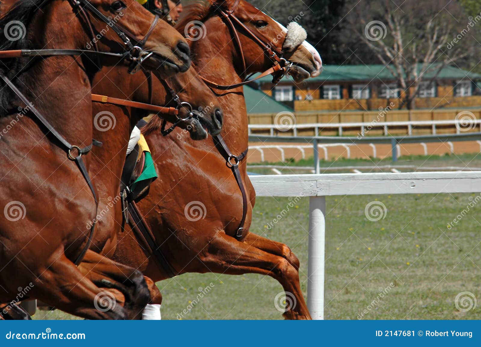Out of the gates stock image. Image of horse, rail, infield - 2147681