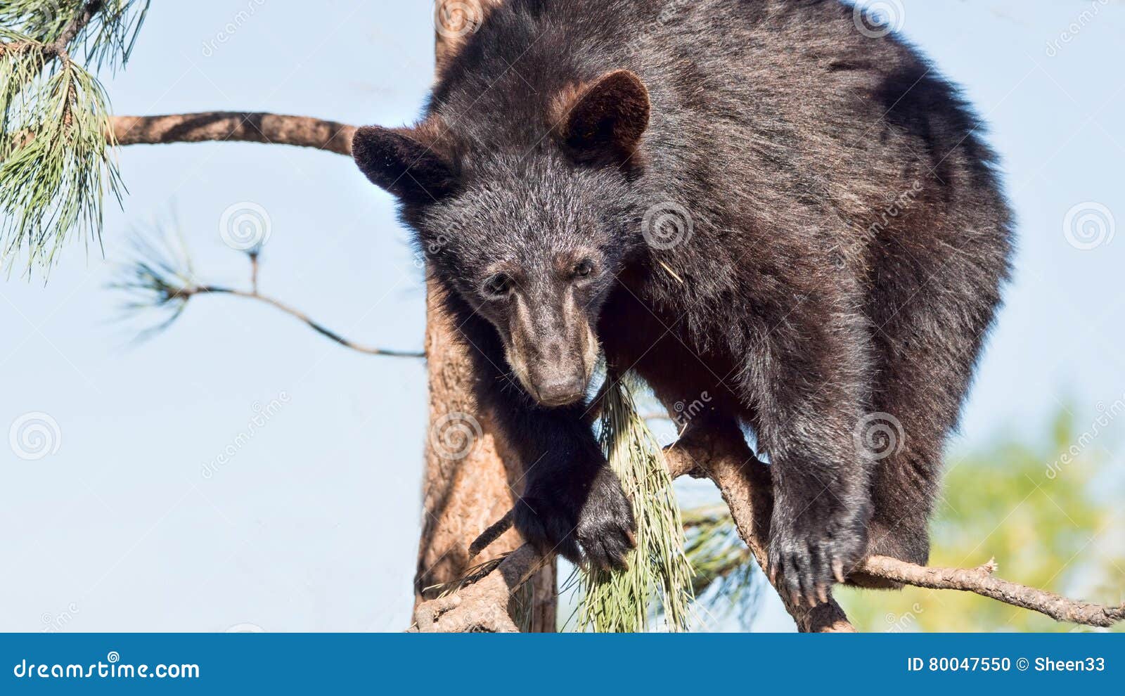 Out on a Limb stock photo. Image of bear, baby, furry - 80047550