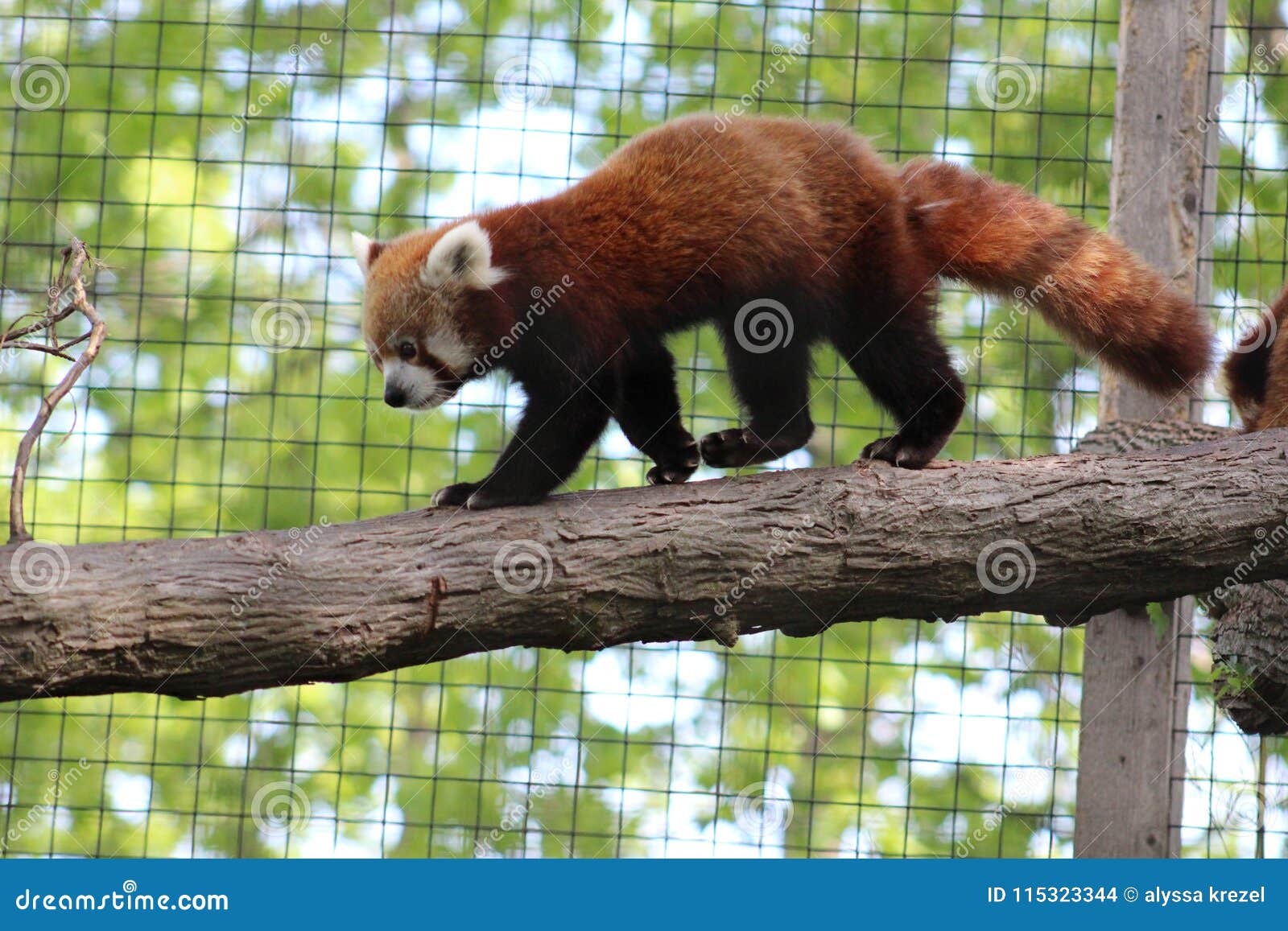 Out on a limb stock photo. Image of wild, limb, side - 115323344