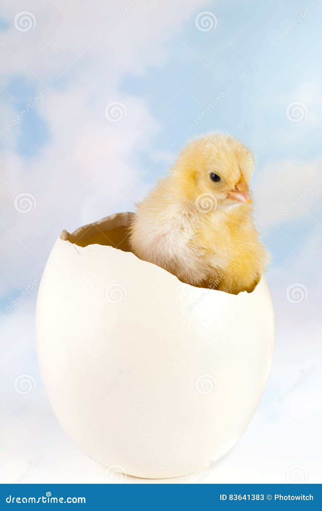 Baby Ostrich Hatching