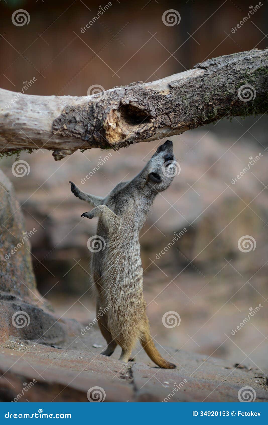 Meerkat Jumping Up at Branch Stock Image - Image of looks, branch: 34920153