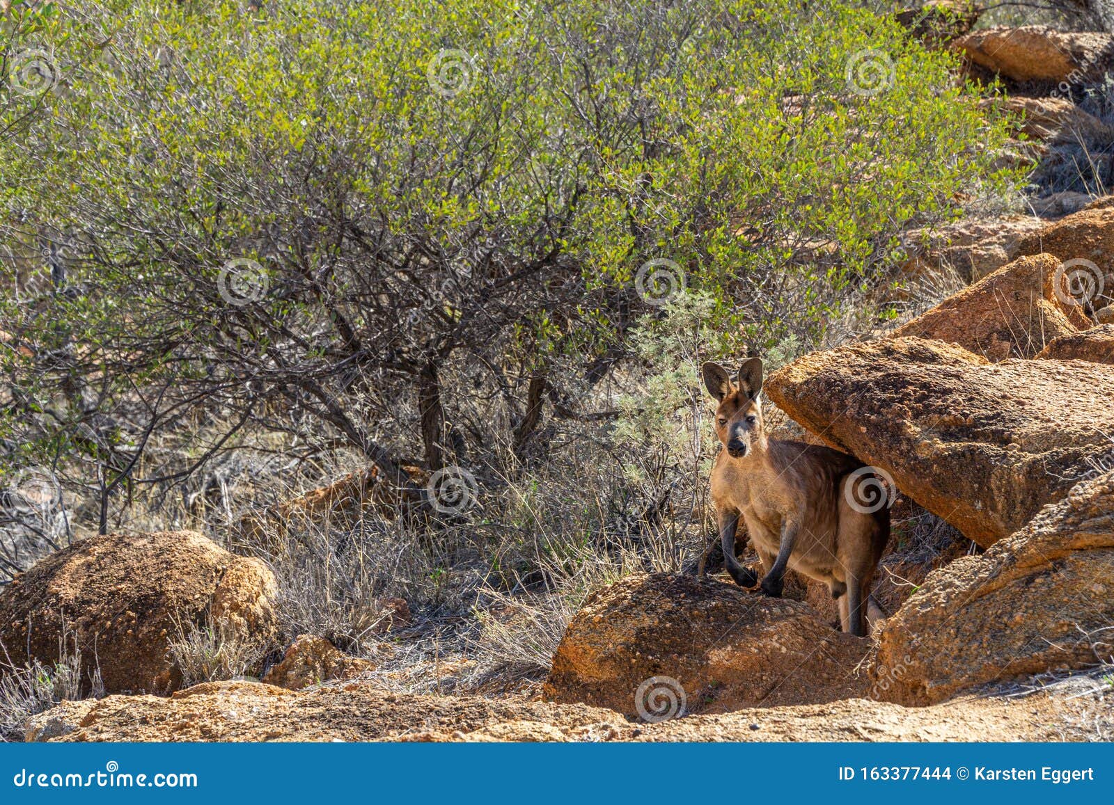 The Outback in Australia a Kangaroo Looks Carefully Under a Rock into ...