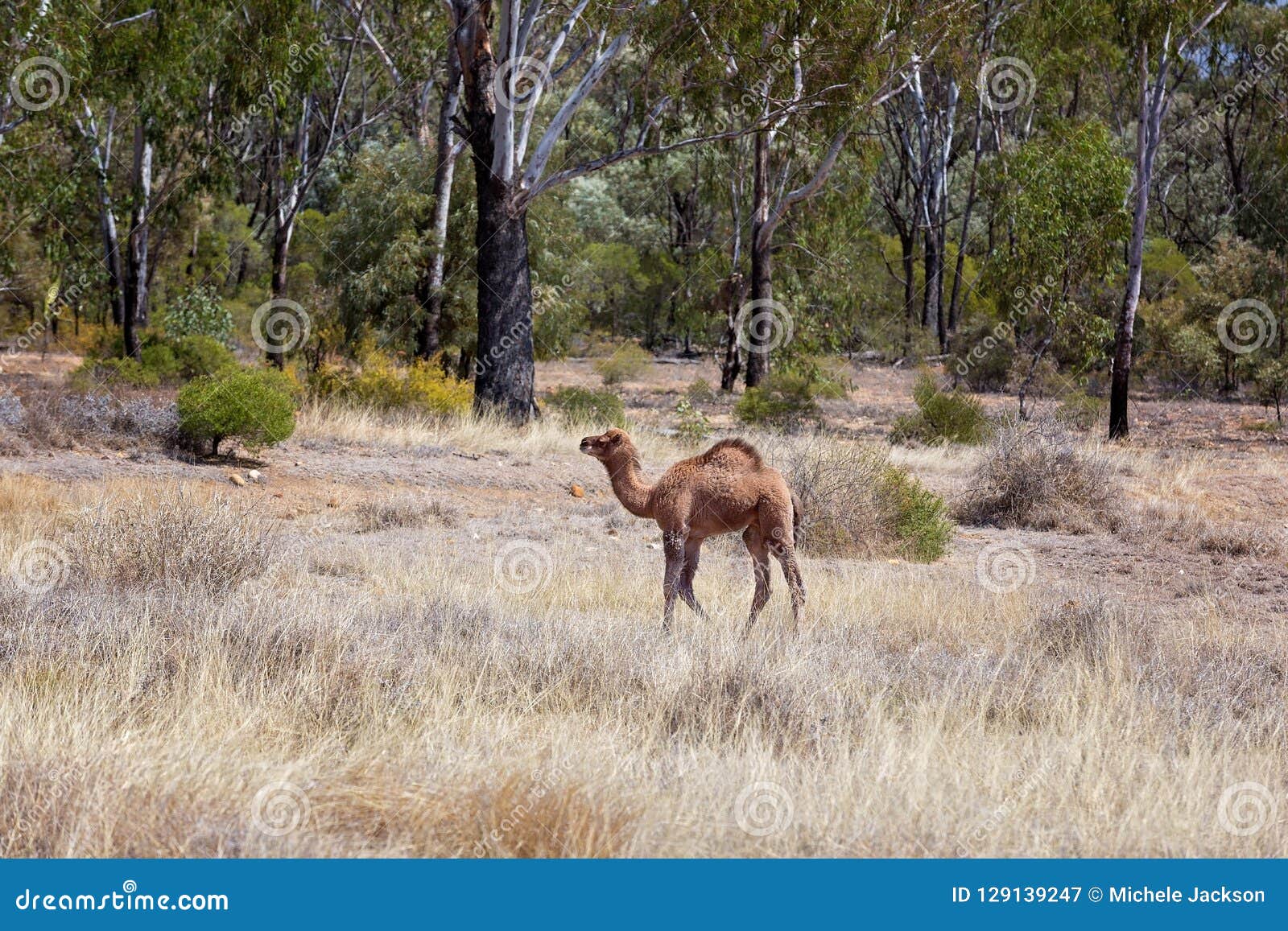 Outback Australian Camel stock image. Image of desert - 129139247