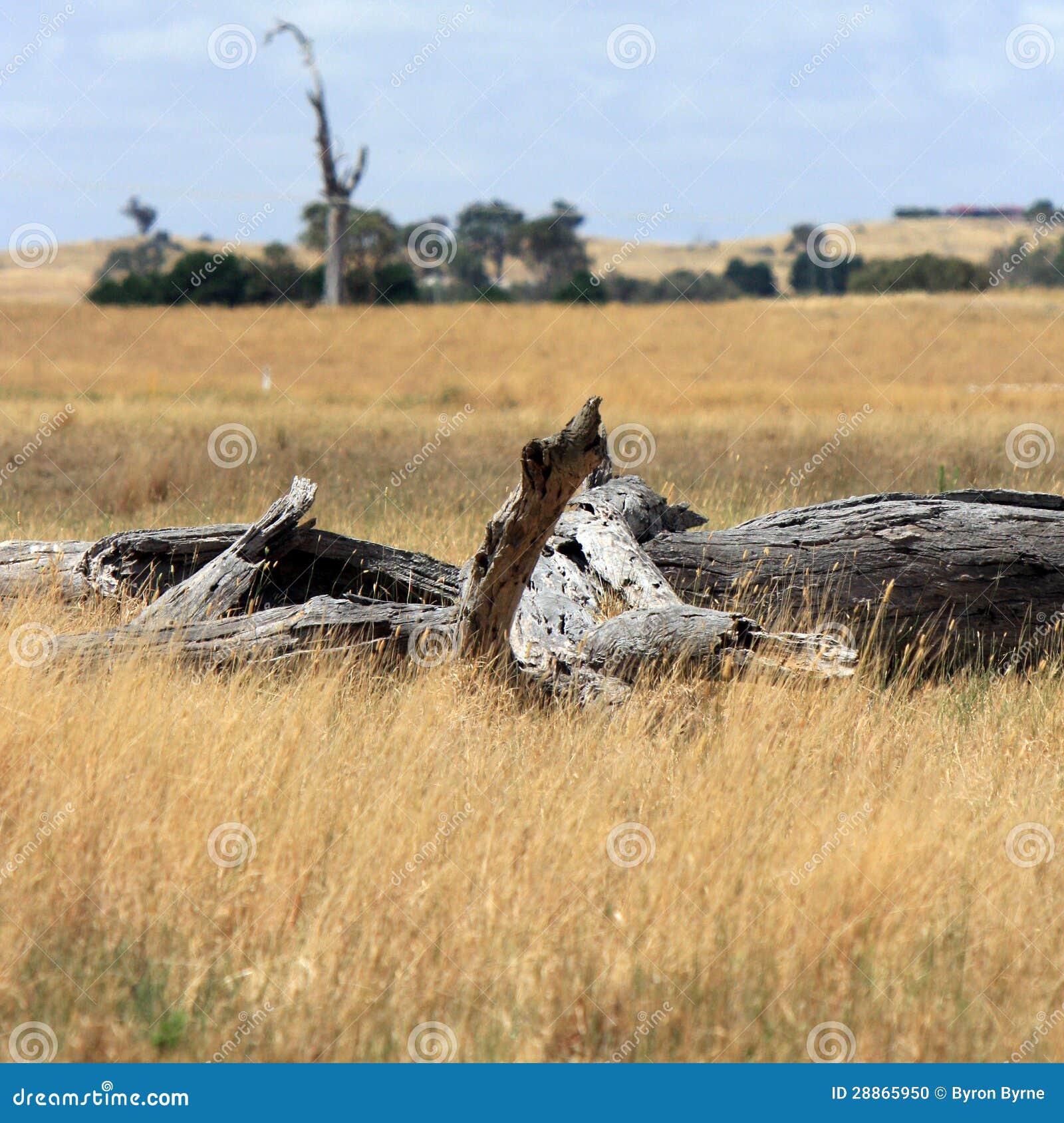 Outback Australian Landscape with Dead Wood Stock Photo - Image of ...