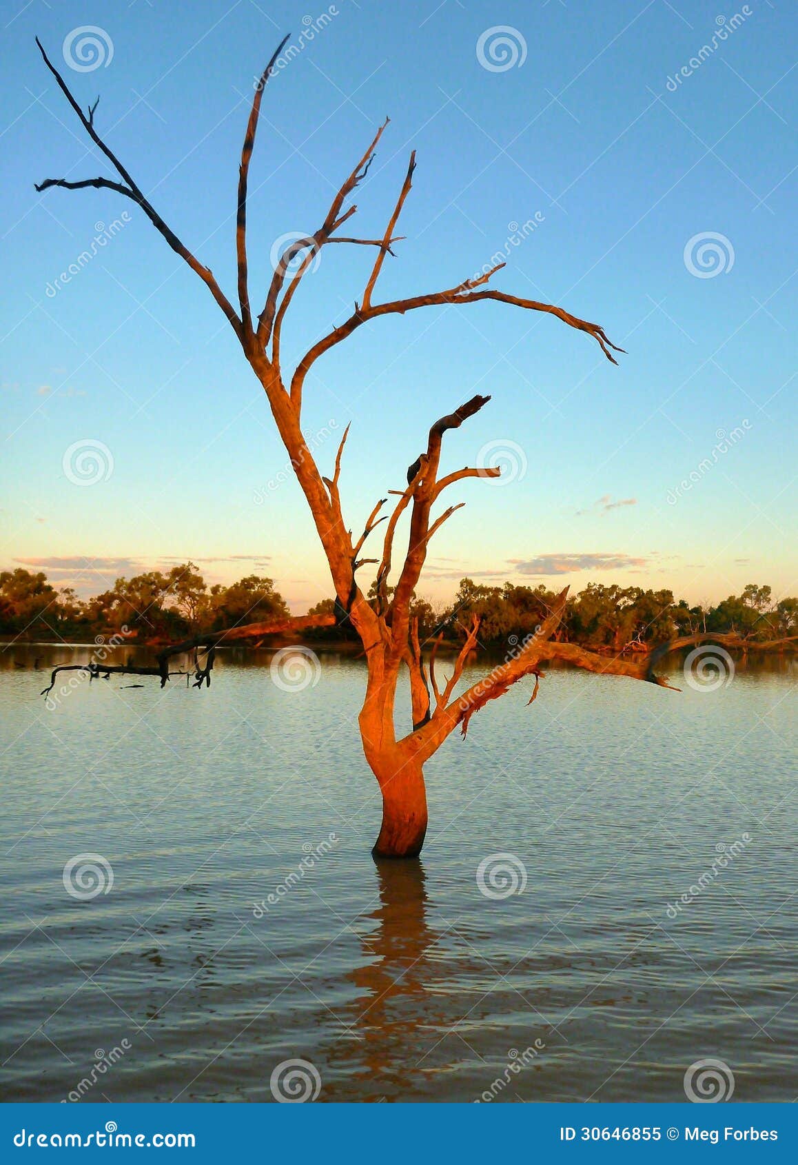 Outback Billabong Tree at Sunset Stock Image - Image of billabong ...