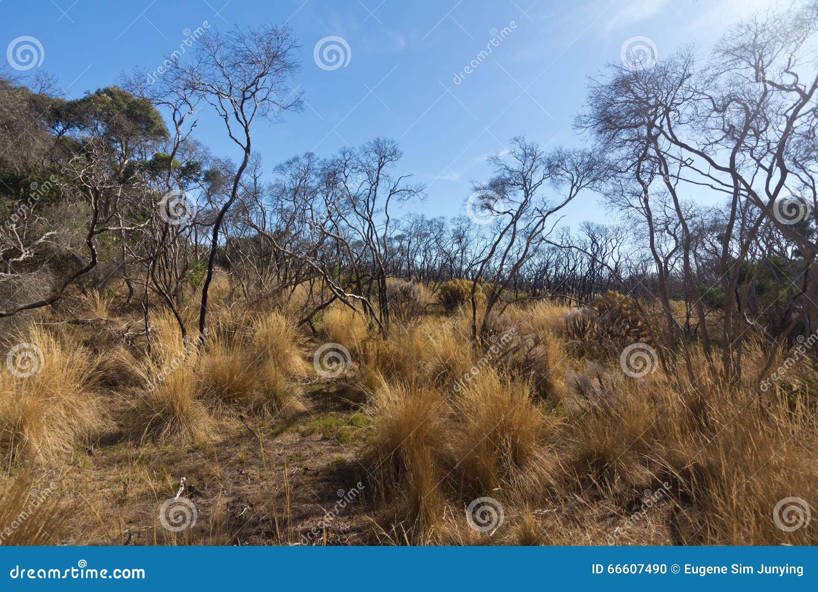 The Outback Bush of Australia Stock Photo - Image of tourism, nature ...