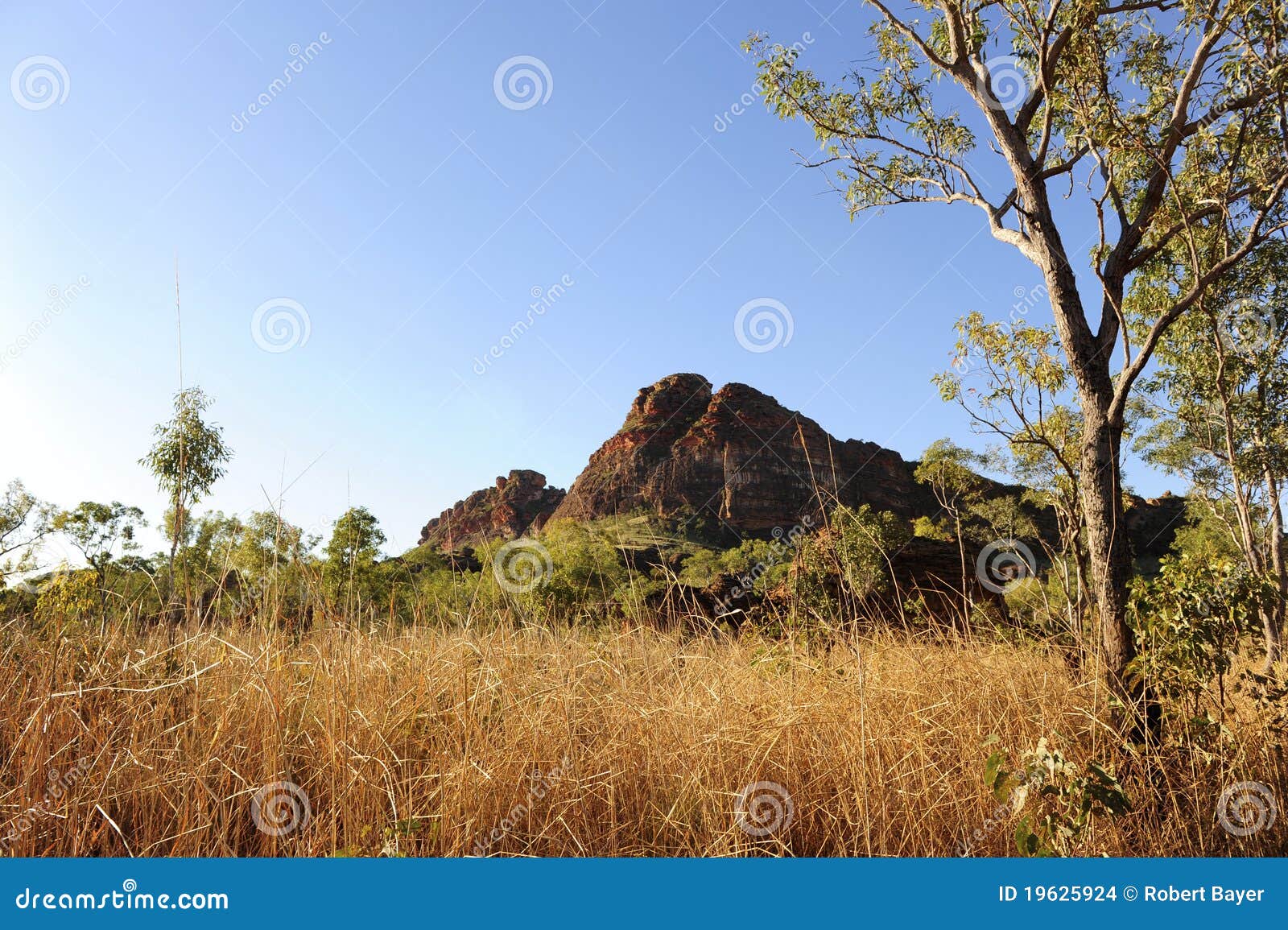 Outback Bush Land stock photo. Image of bushland, copy - 19625924