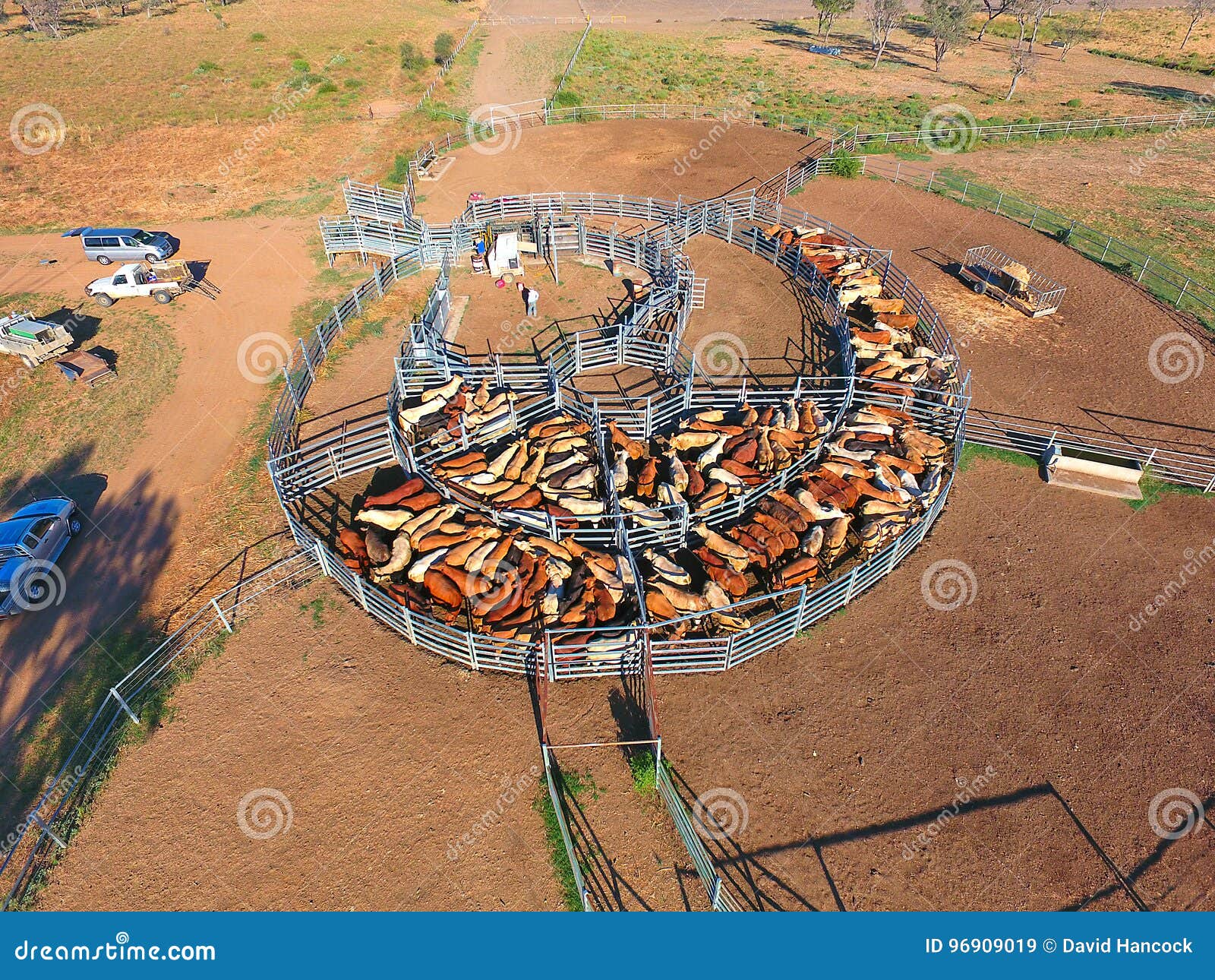 Cattle Drive Royalty-Free Stock Image | CartoonDealer.com #67019944