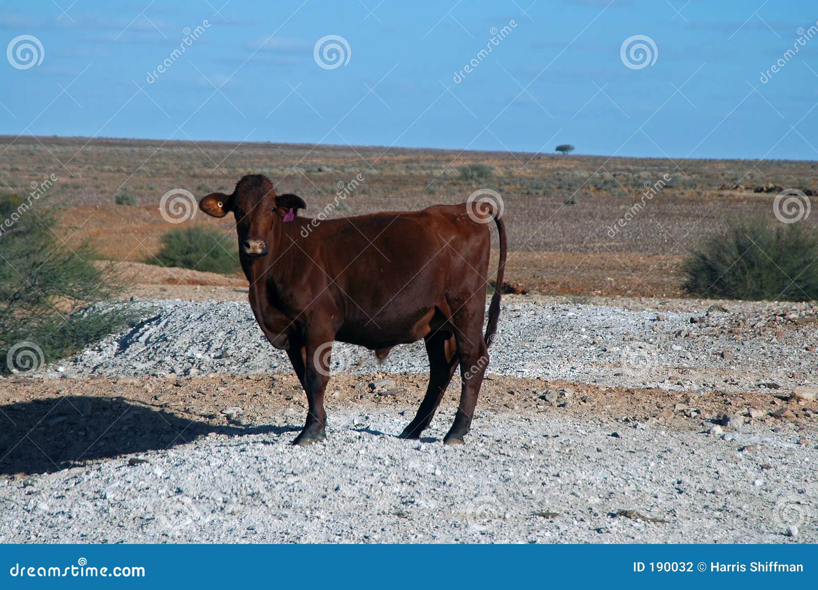 Outback cow stock photo. Image of south, ranch, desert - 190032