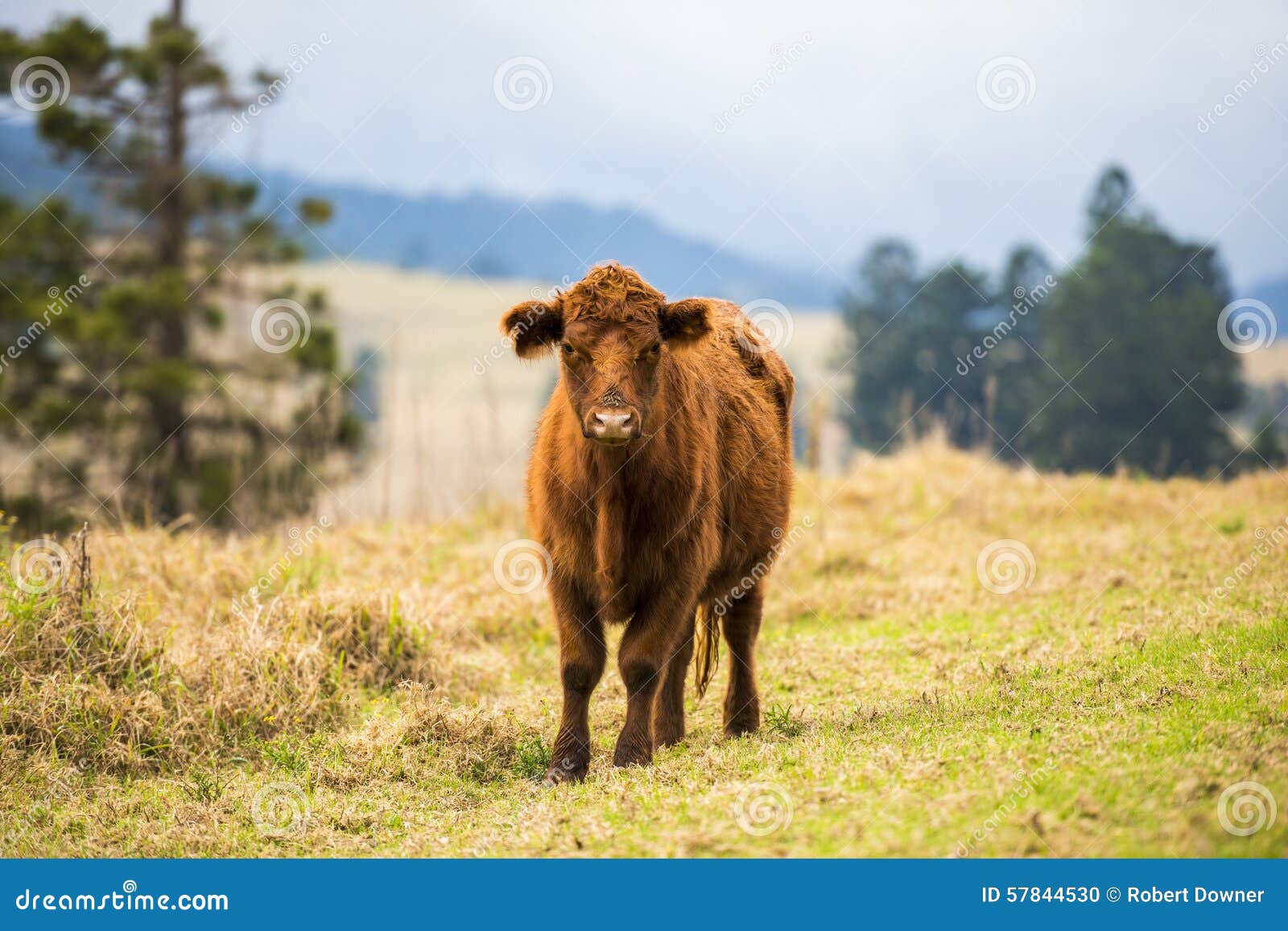 Outback Cow stock photo. Image of view, animal, farm - 57844530