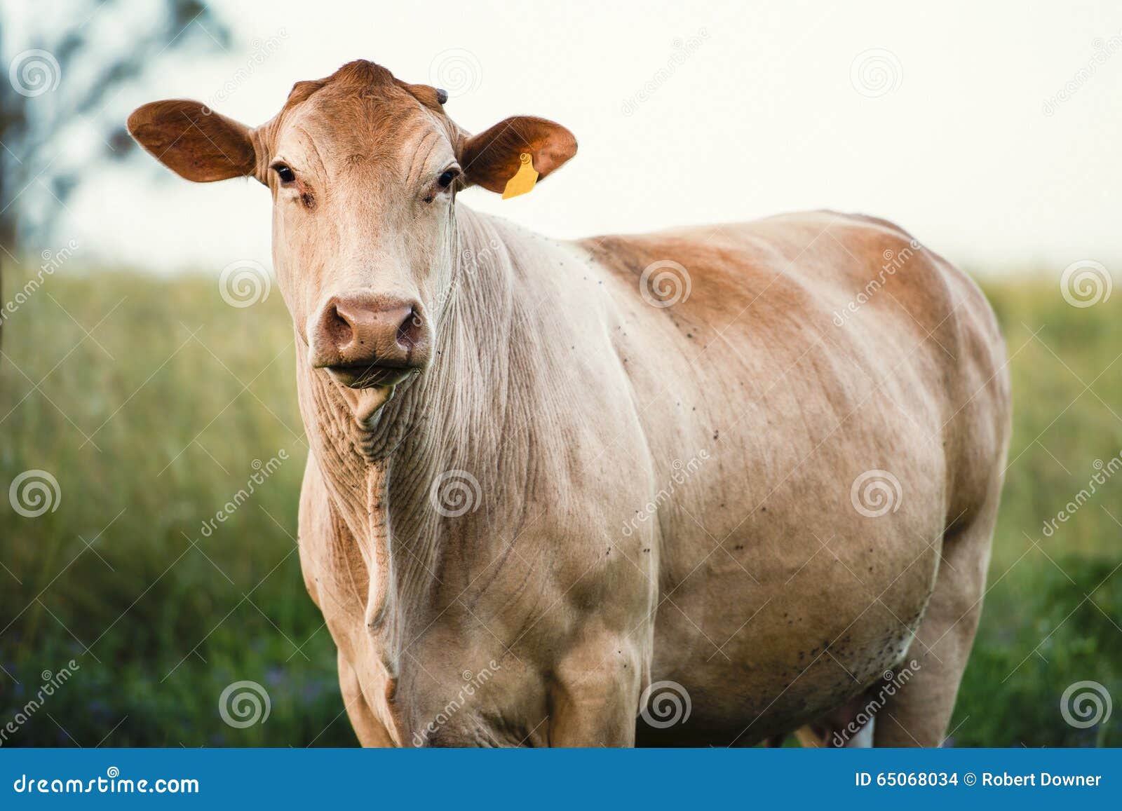 Outback Cow stock photo. Image of front, mammal, summer - 65068034