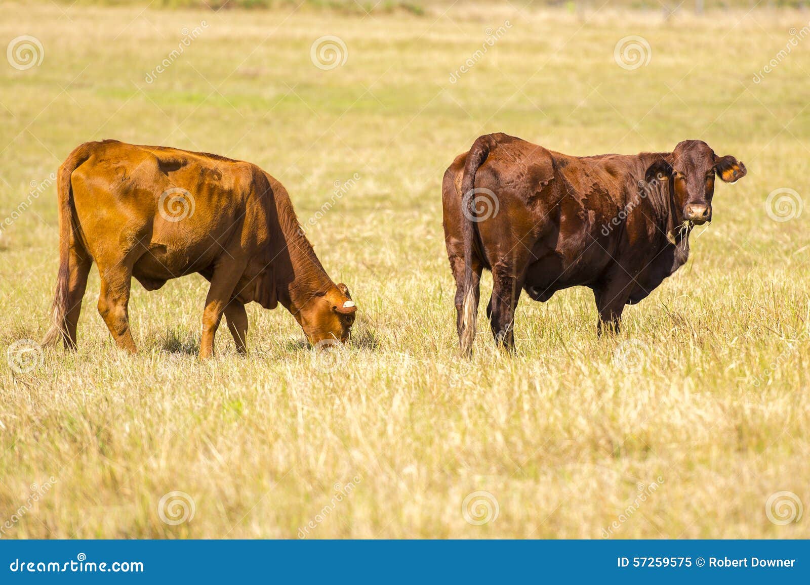 Outback Cows stock image. Image of farmland, field, green - 57259575