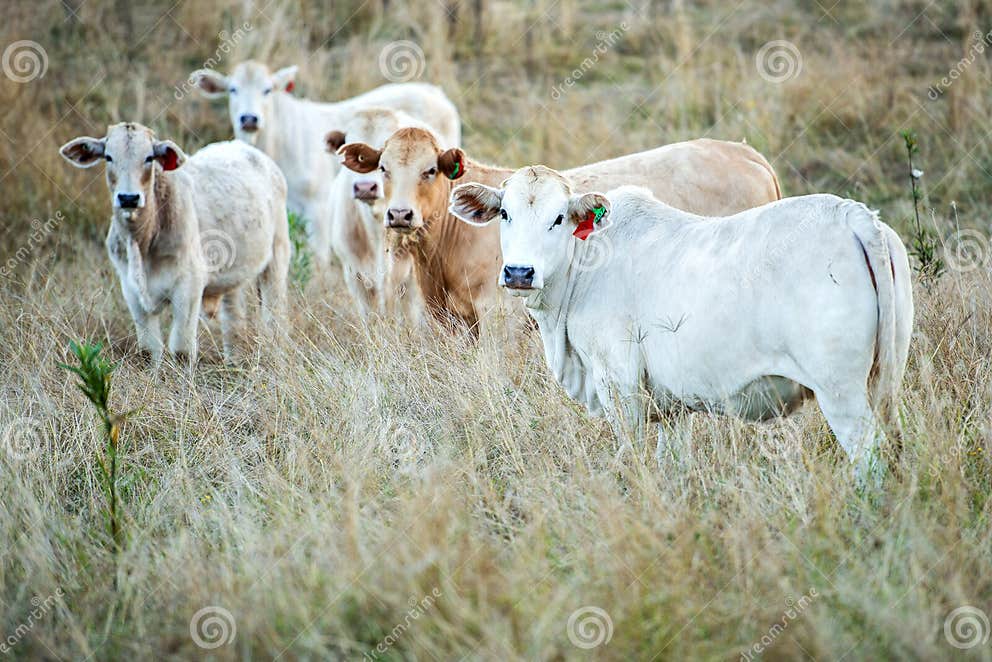 Outback Cows editorial photo. Image of view, green, rural - 57259861
